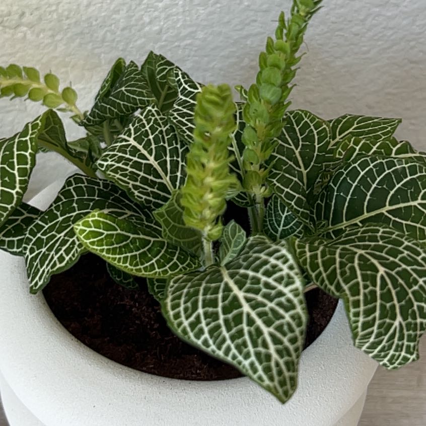 Nerve Plant Flowers ⚡