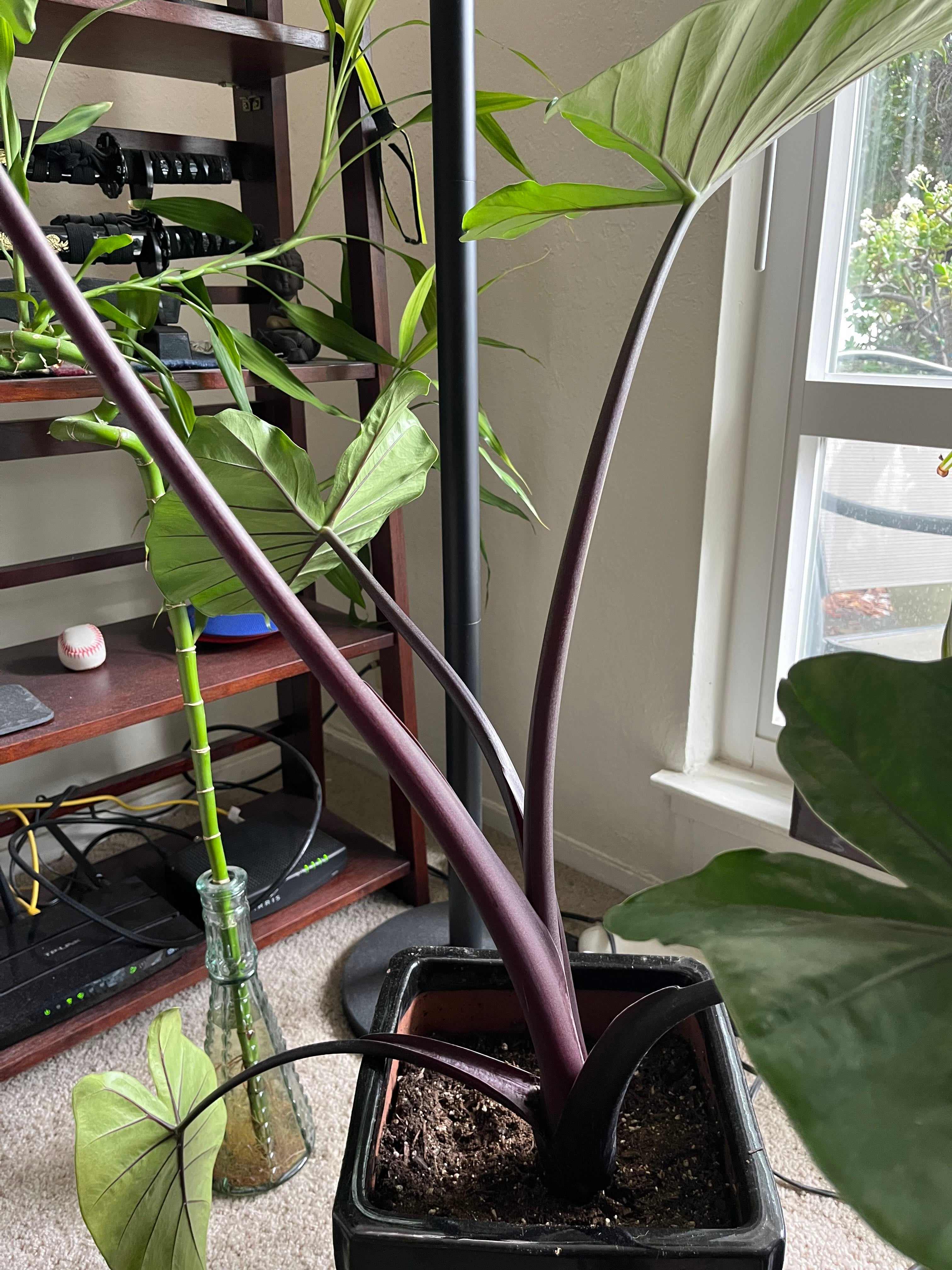 Propagating My Taro: Step-by-step Guide