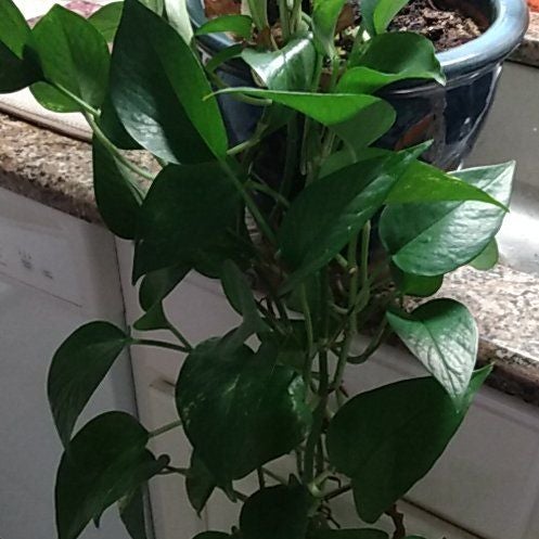 Scarlett- kitchen | A plant by @SightlyBlackpea on Greg