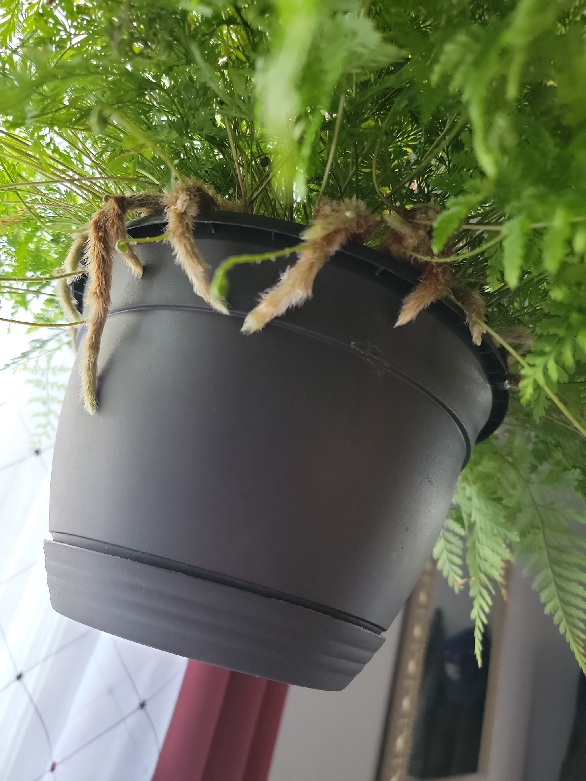 Should I repot my rabbits foot fern?