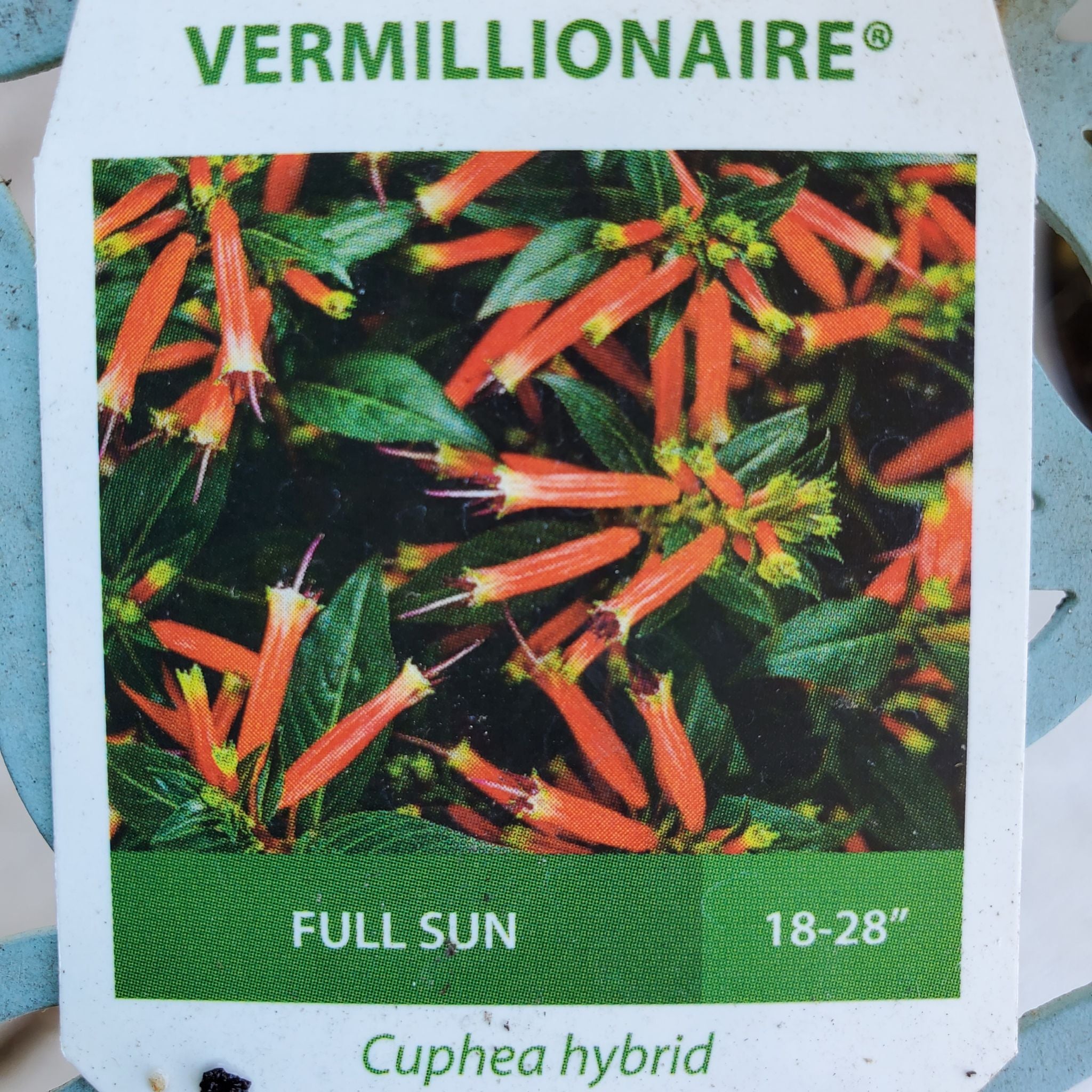 Keep Your Large Firecracker Plant Alive: Light, Water & Care Instructions