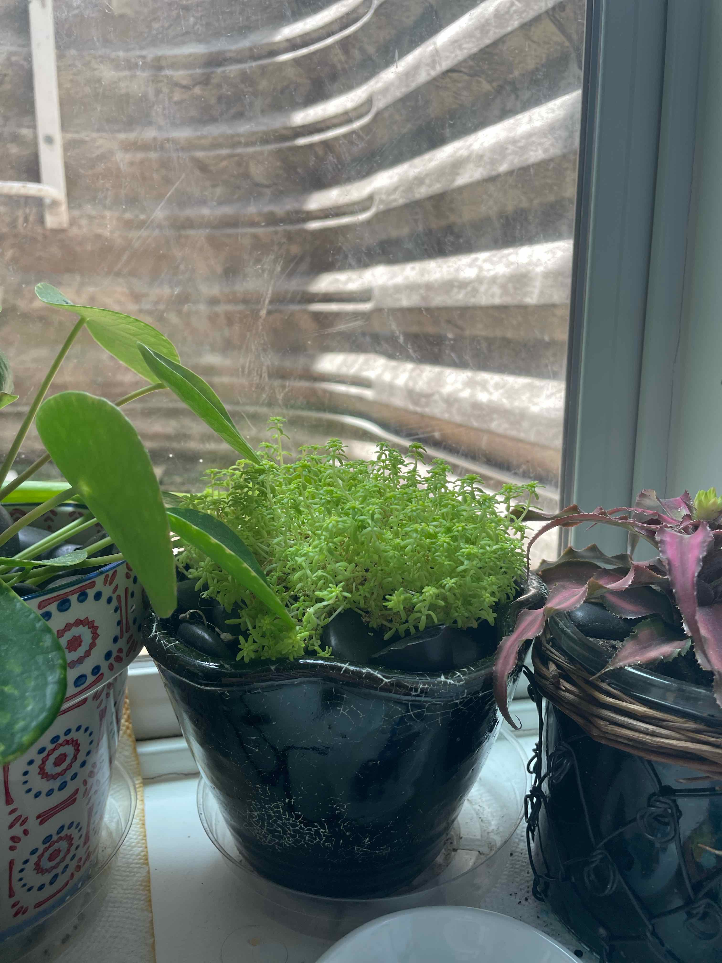 10 Benefits of Having a Tokyo Sun Stonecrop