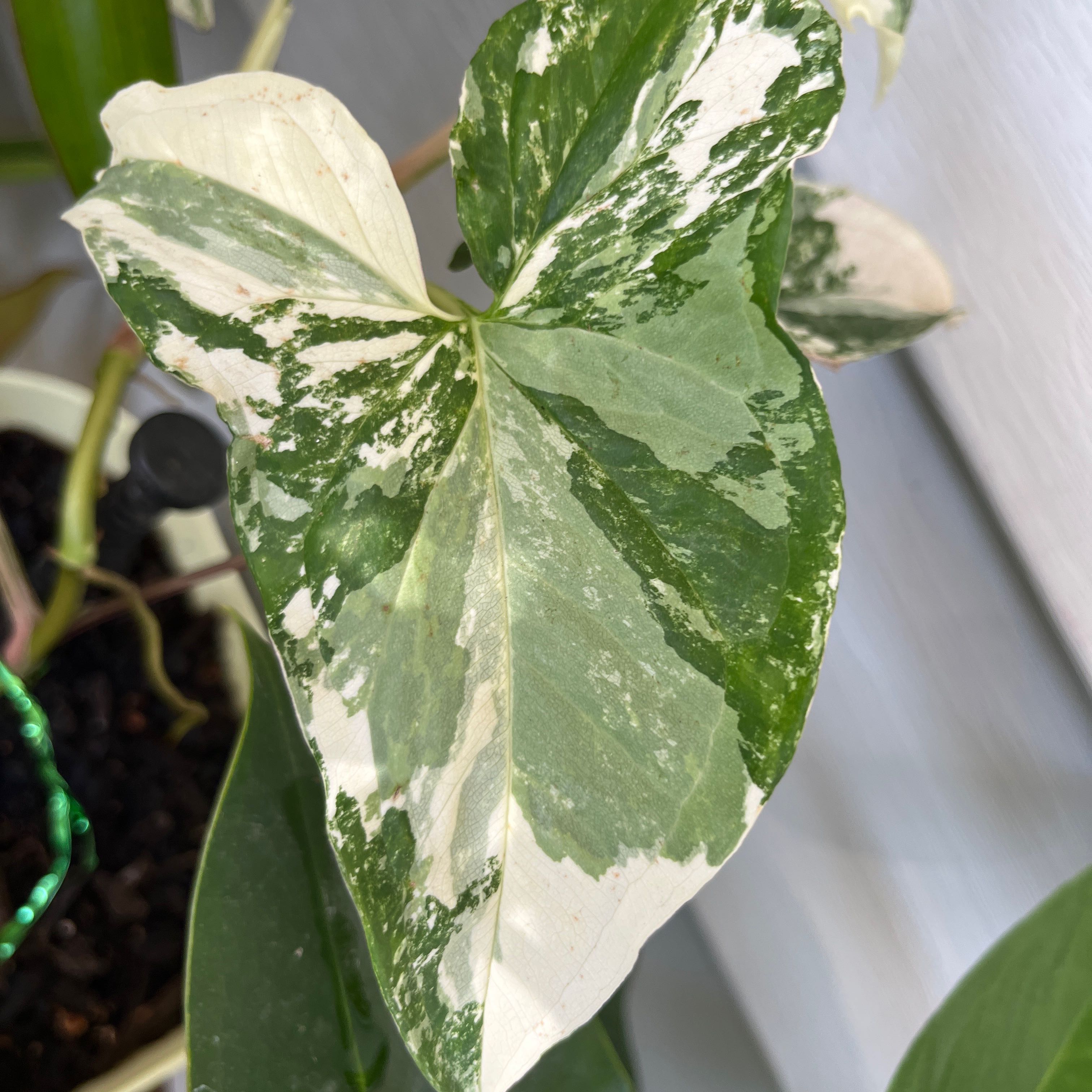 Zeus | A plant by @Plantmomma74 on Greg