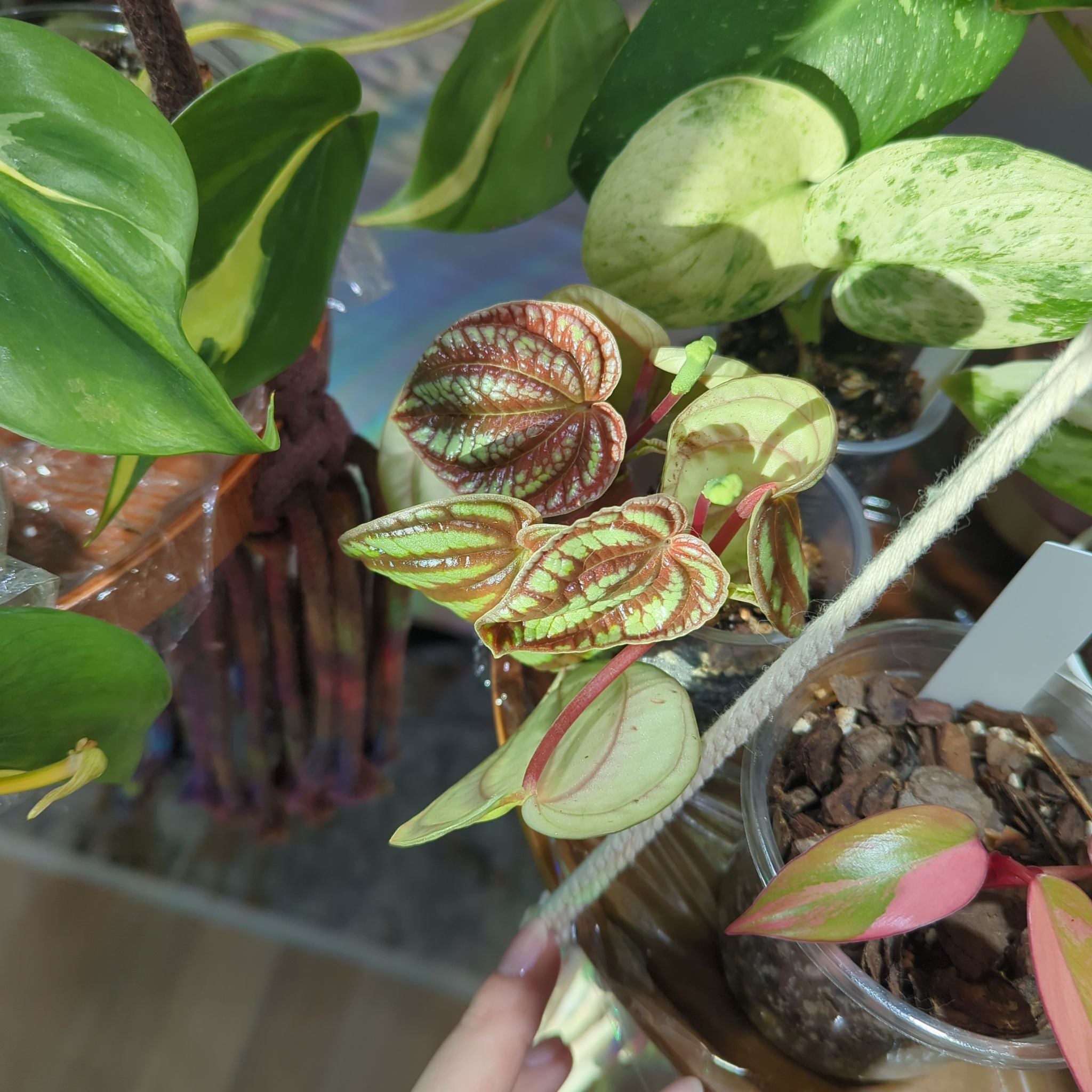 Peperomia 'Dragon Skin': How Much Water & Light Does it Need to Thrive?