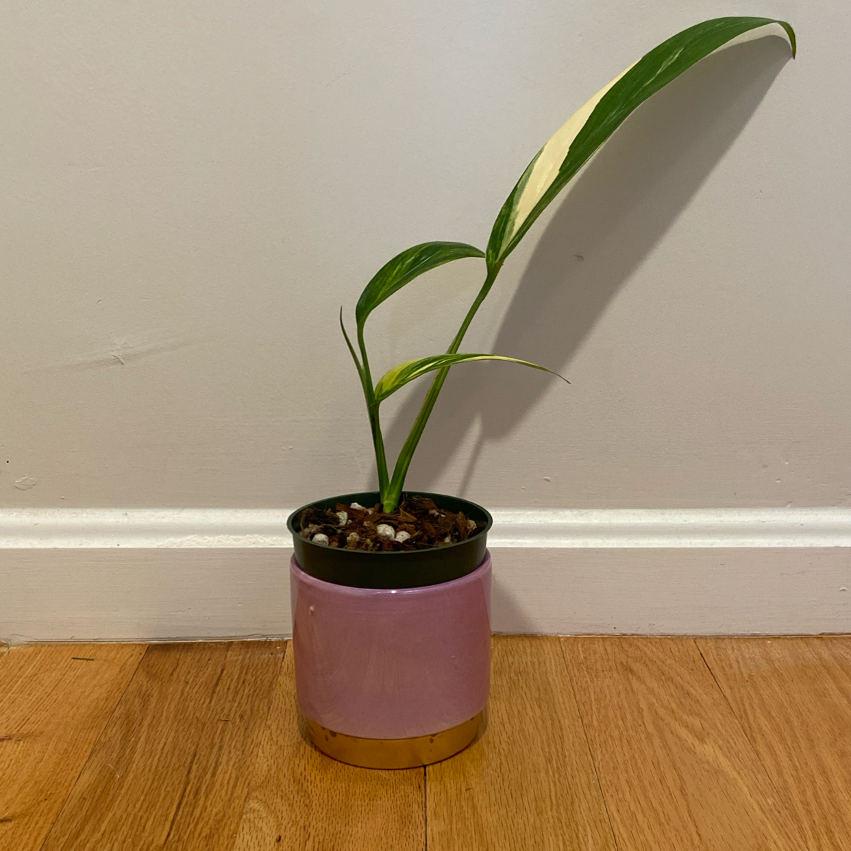 Athena | A plant by @StephanieW01 on Greg