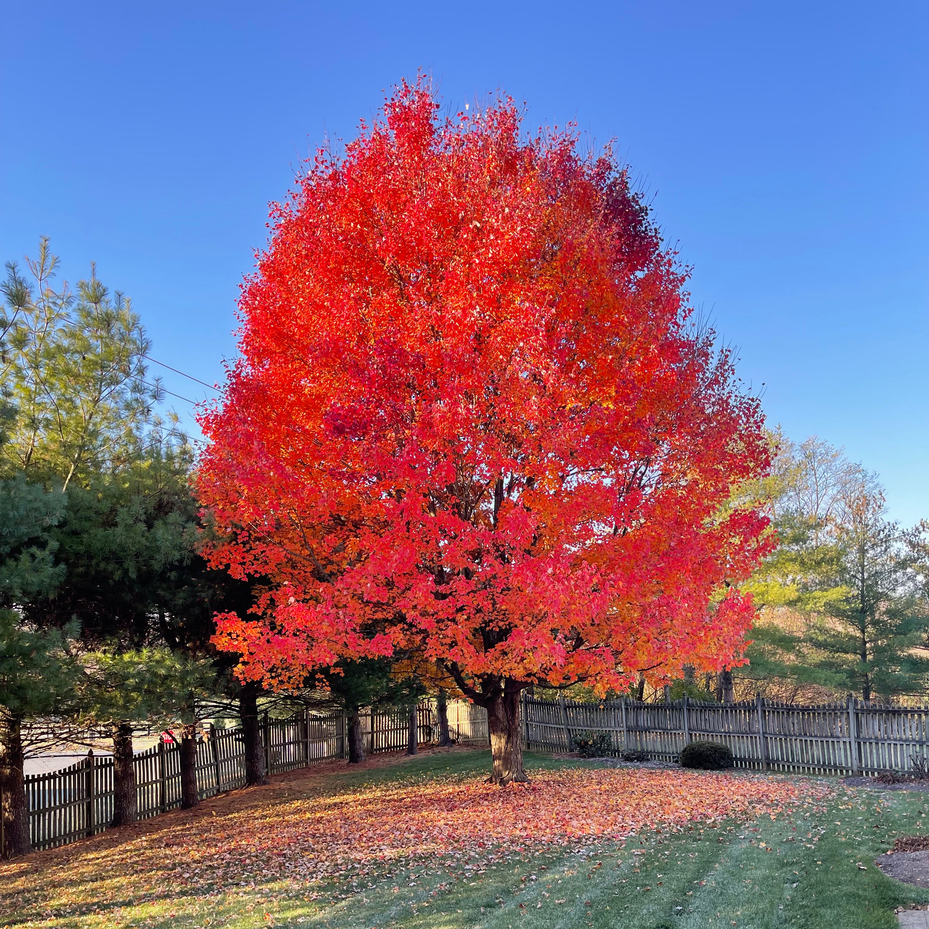 Why Are My Red Maple Leaves Curling?