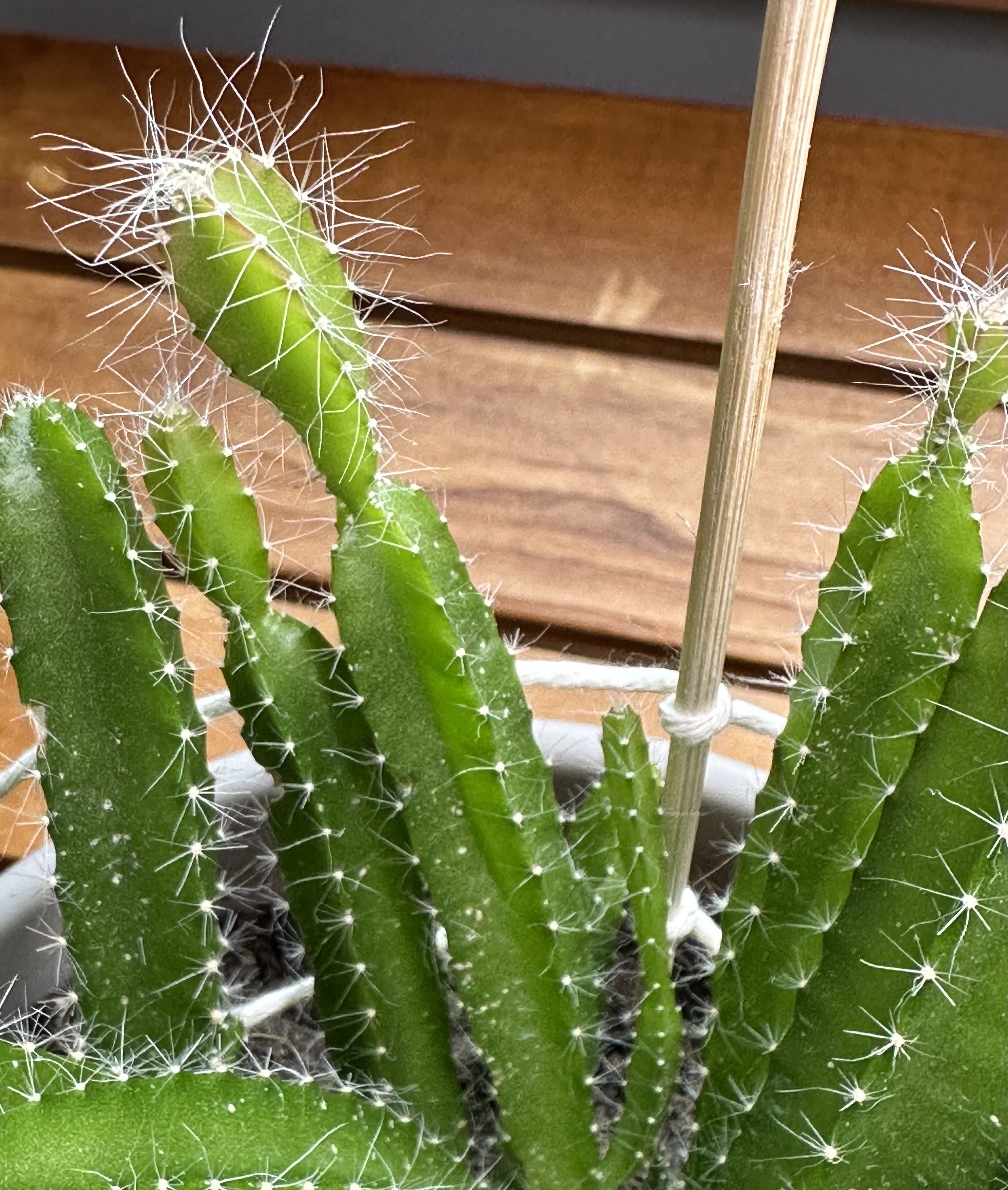 Just noticed white spots on some of my dragon fruit stems...