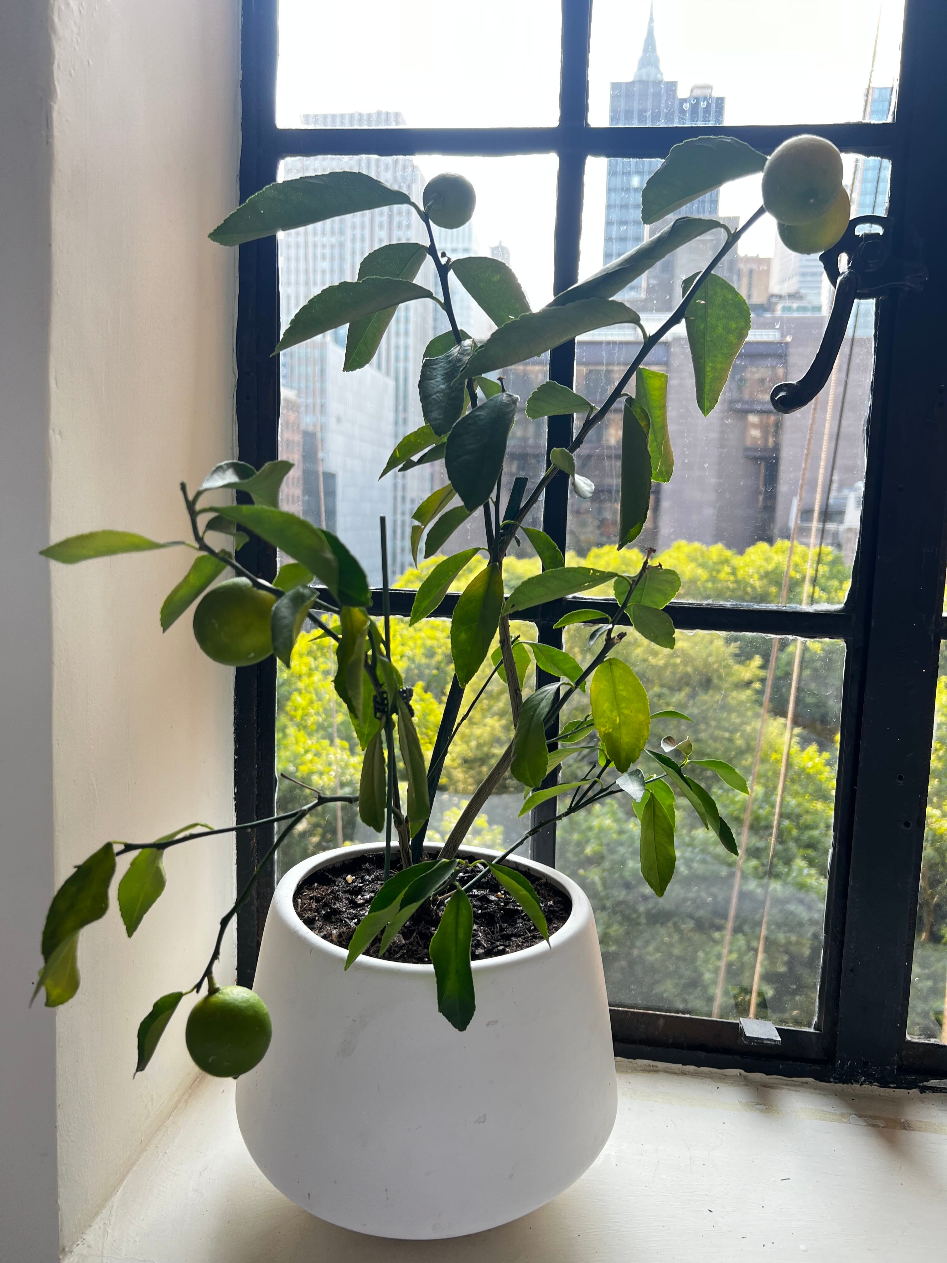 🍋 10 Key Phases of Lemon Development