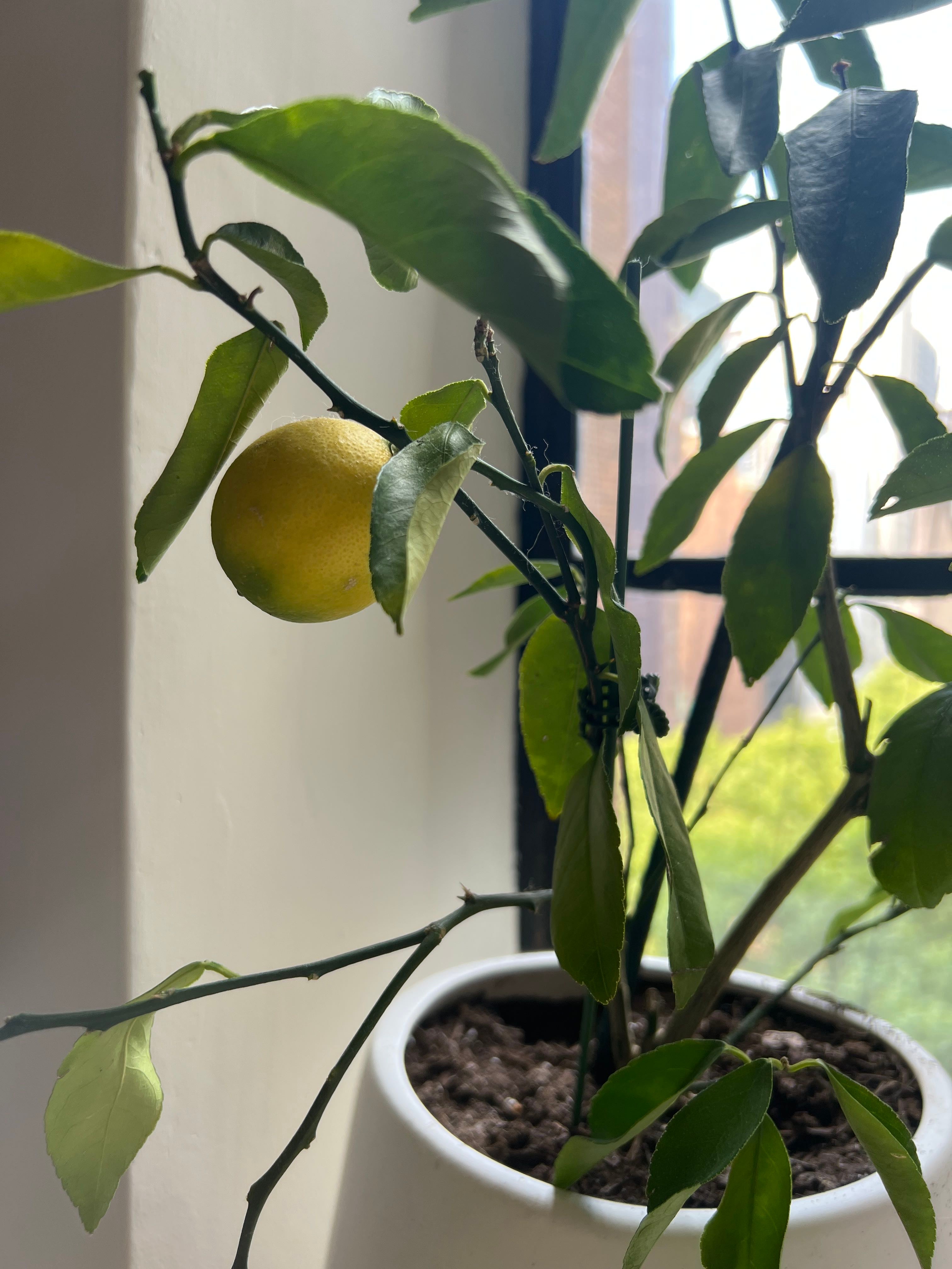 🍋 Ultimate Guide to Lemon Size