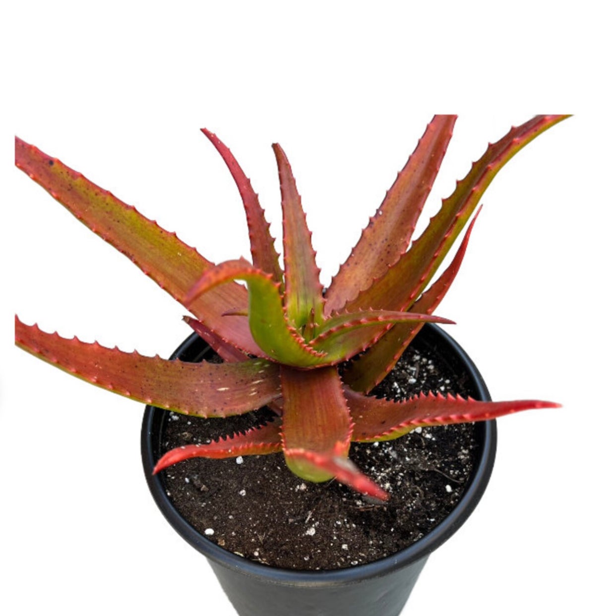 Personalized StarFish Aloe Care: Water, Light, Nutrients | Greg App