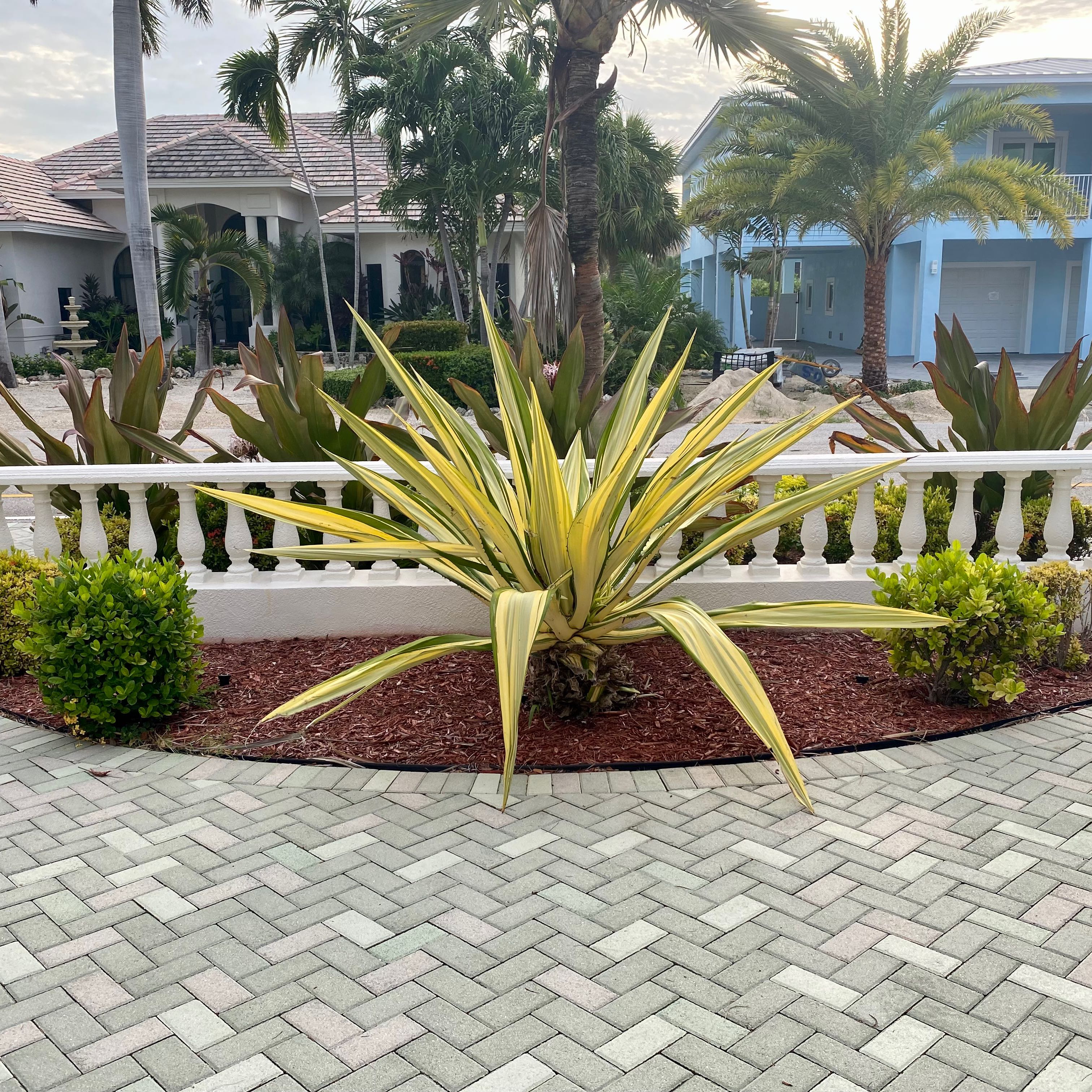 The Complete False Agave Plant Care Guide: Water, Light & Beyond