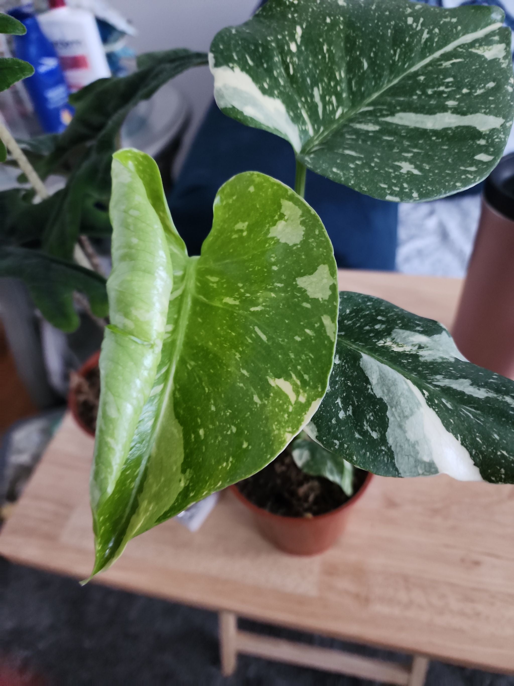Green Galaxy Monstera Care 101: Water, Light & Growing Tips