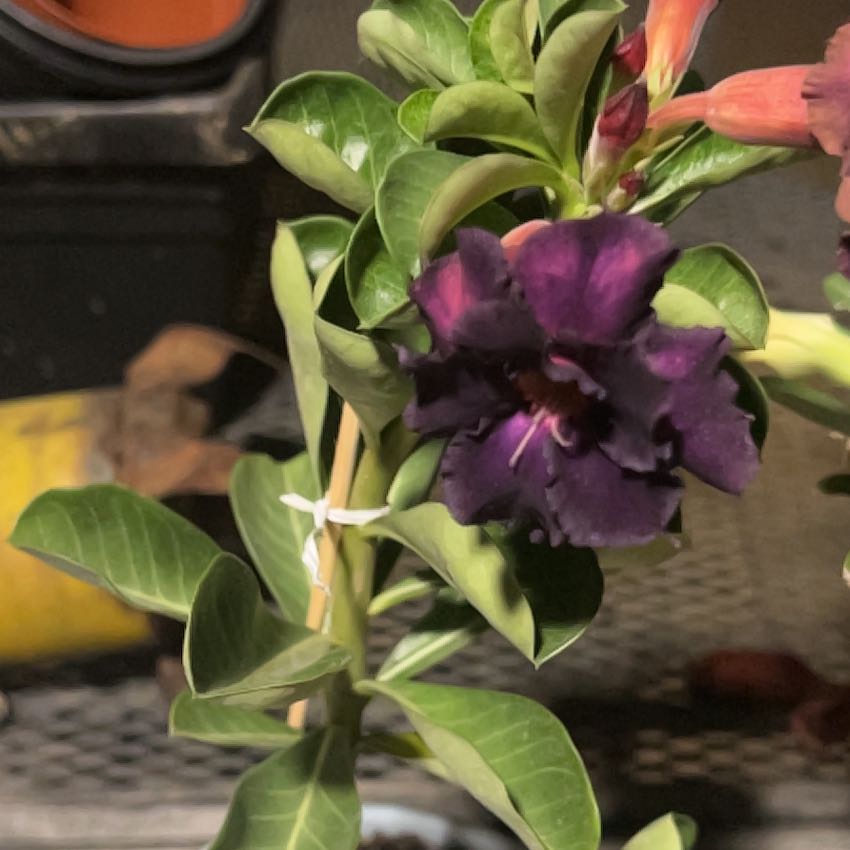 Nemo | A plant by @SilkyRedbush on Greg