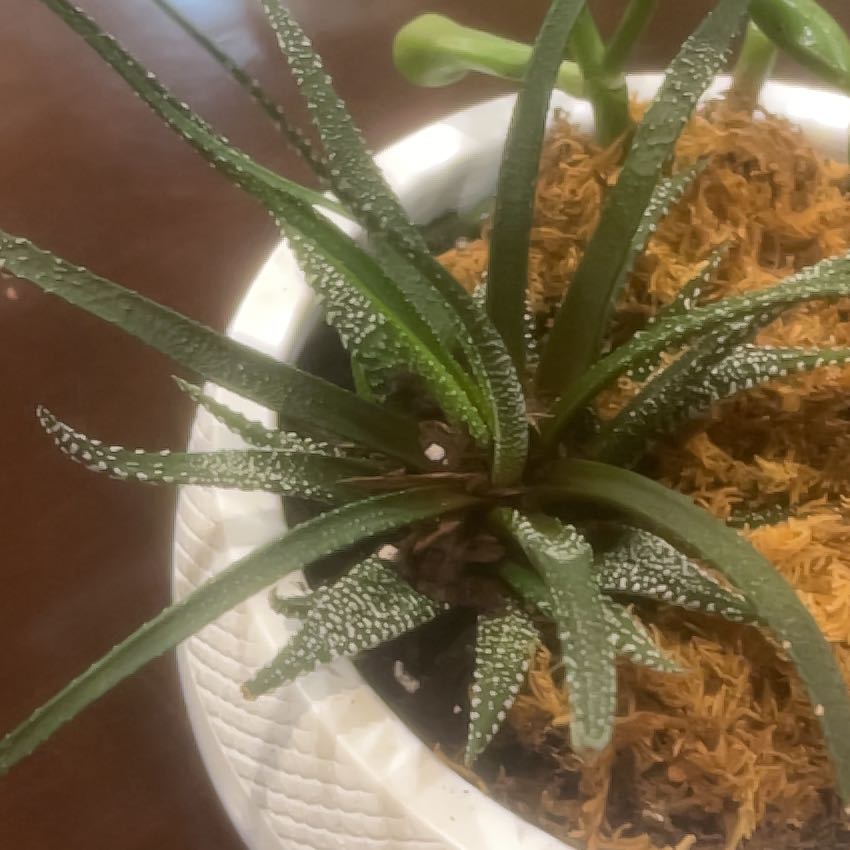 Captain Plant-it | A plant by @LucidRye on Greg