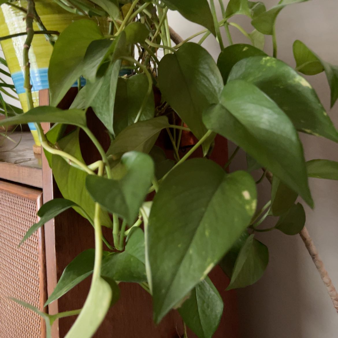 Leaf Erickson | A plant by @LargeAristaloe on Greg