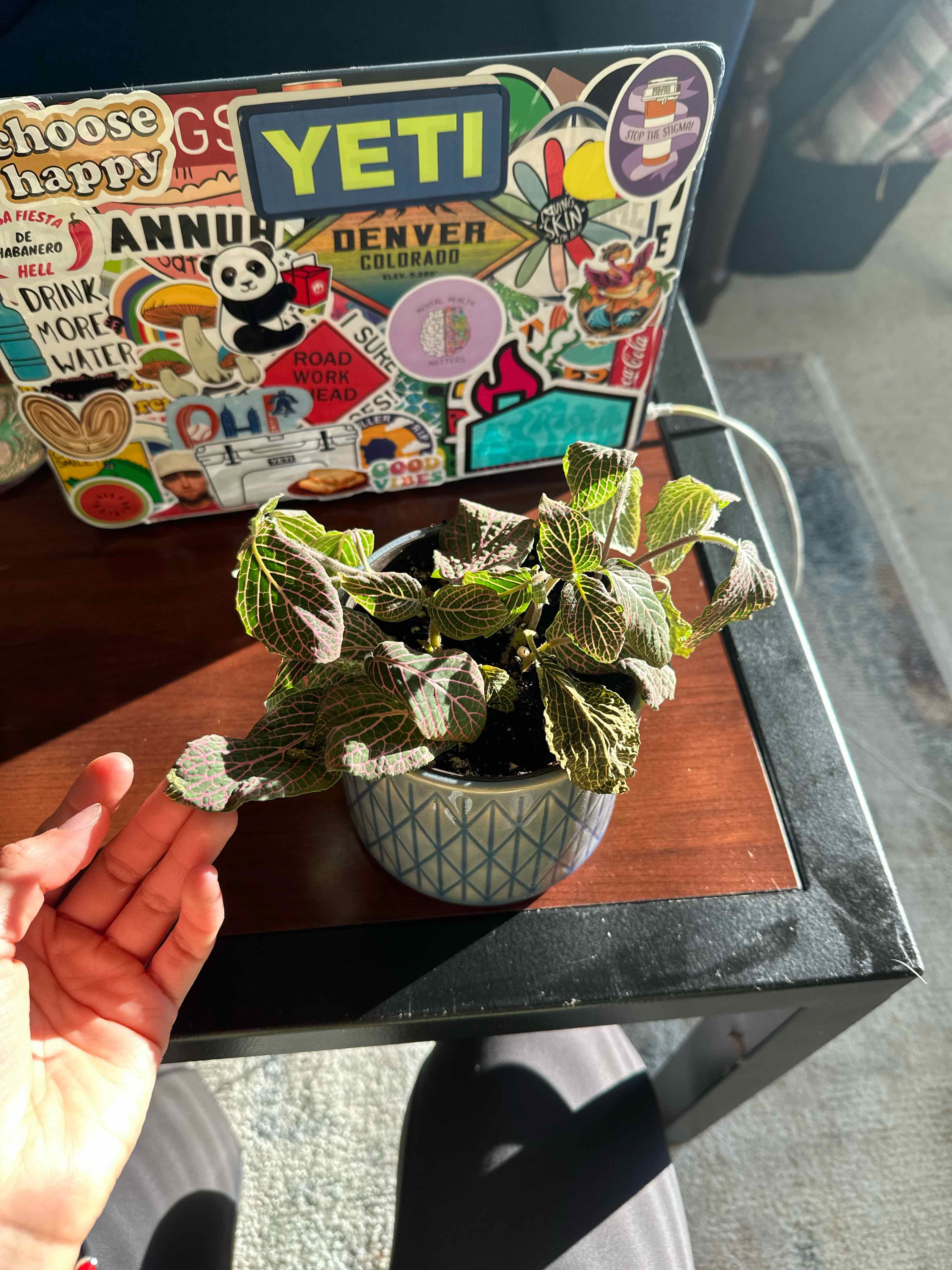 Common Nerve Plant Problems