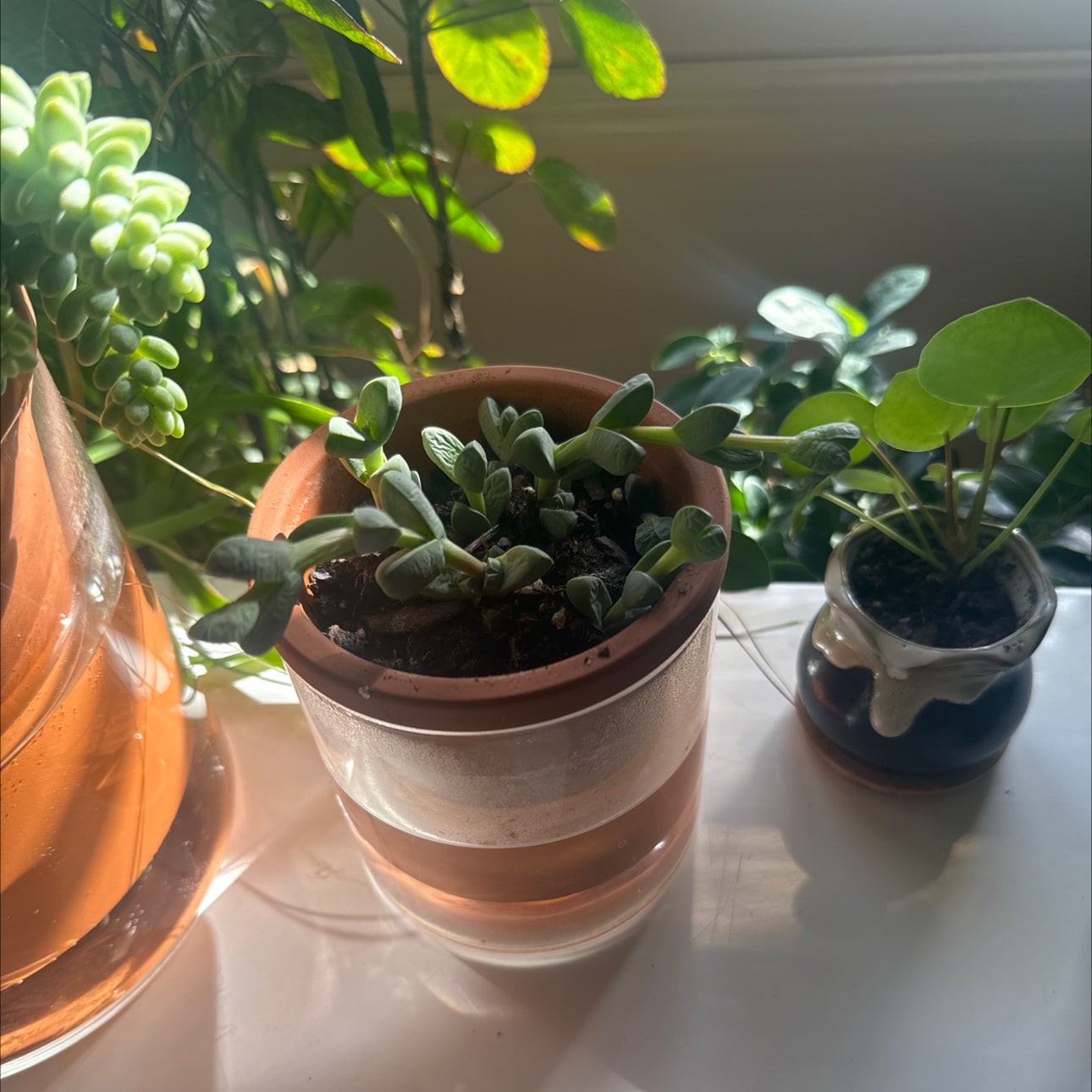 Light Requirements For Your Astridia velutina by Season