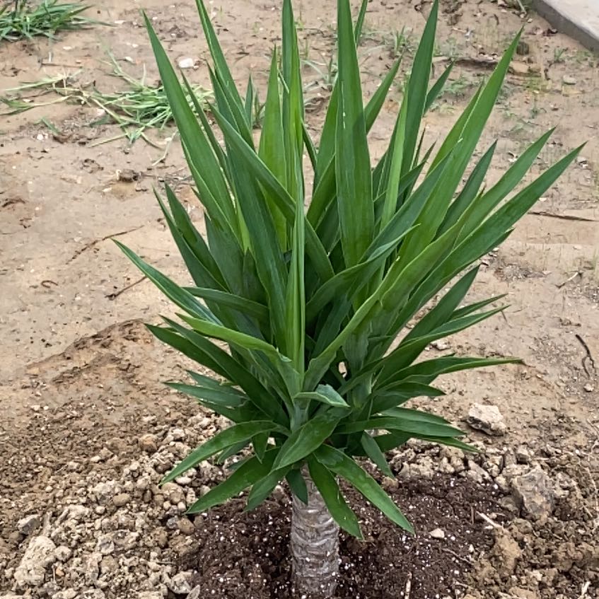 10 Advantages of Having a Spanish Dagger