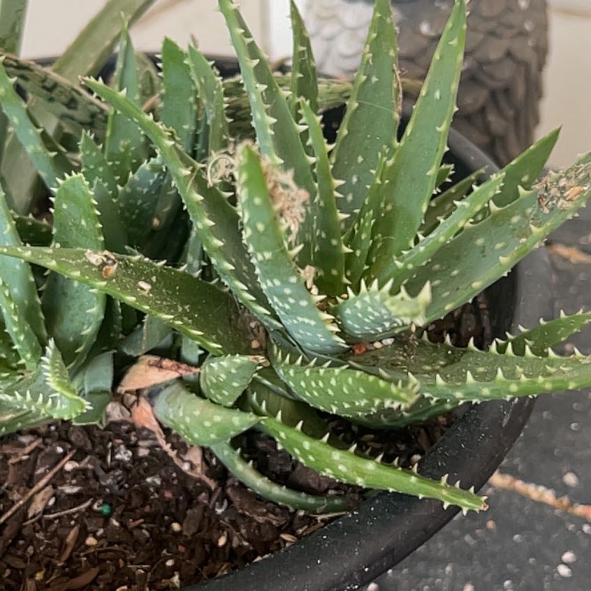 Spike Leaves | A plant by @DreamyRyebrome on Greg