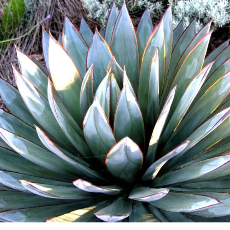 Black Spots on My Agave applanata Leaves