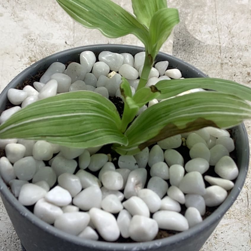 Why Are My Angular Solomon's Seal Leaves Mushy?