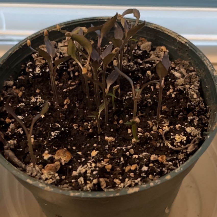 Keep Your Ornamental Pepper Onyx Red Alive: Light, Water & Care ...