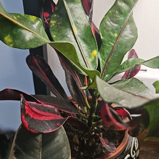 The Complete Croton Burning Bush Plant Care Guide: Water, Light & Beyond