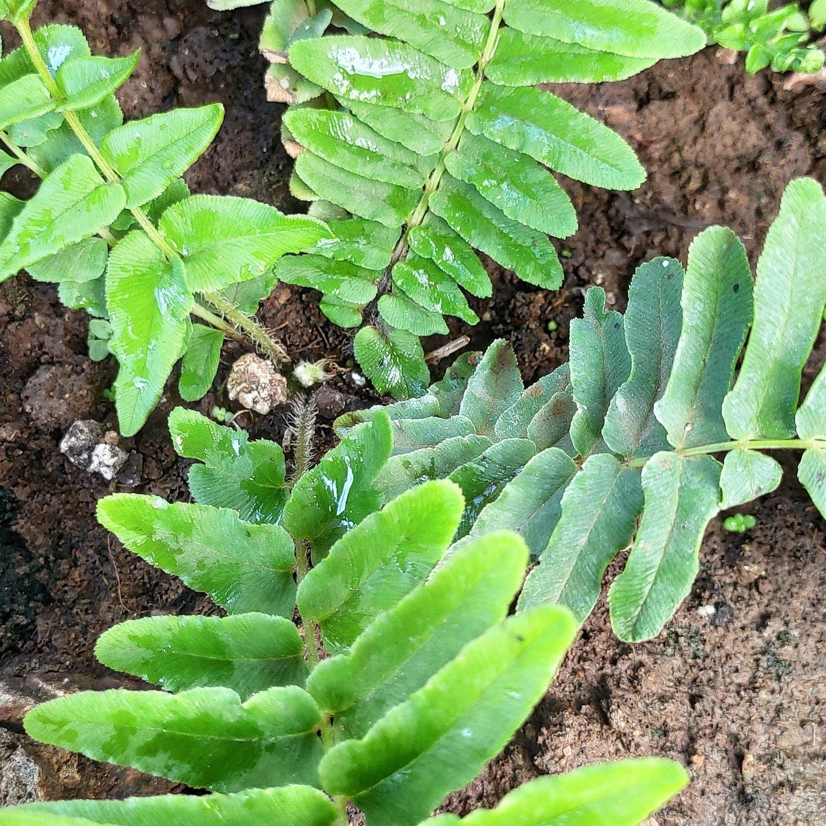 My Christmas Fern's Light Requirements