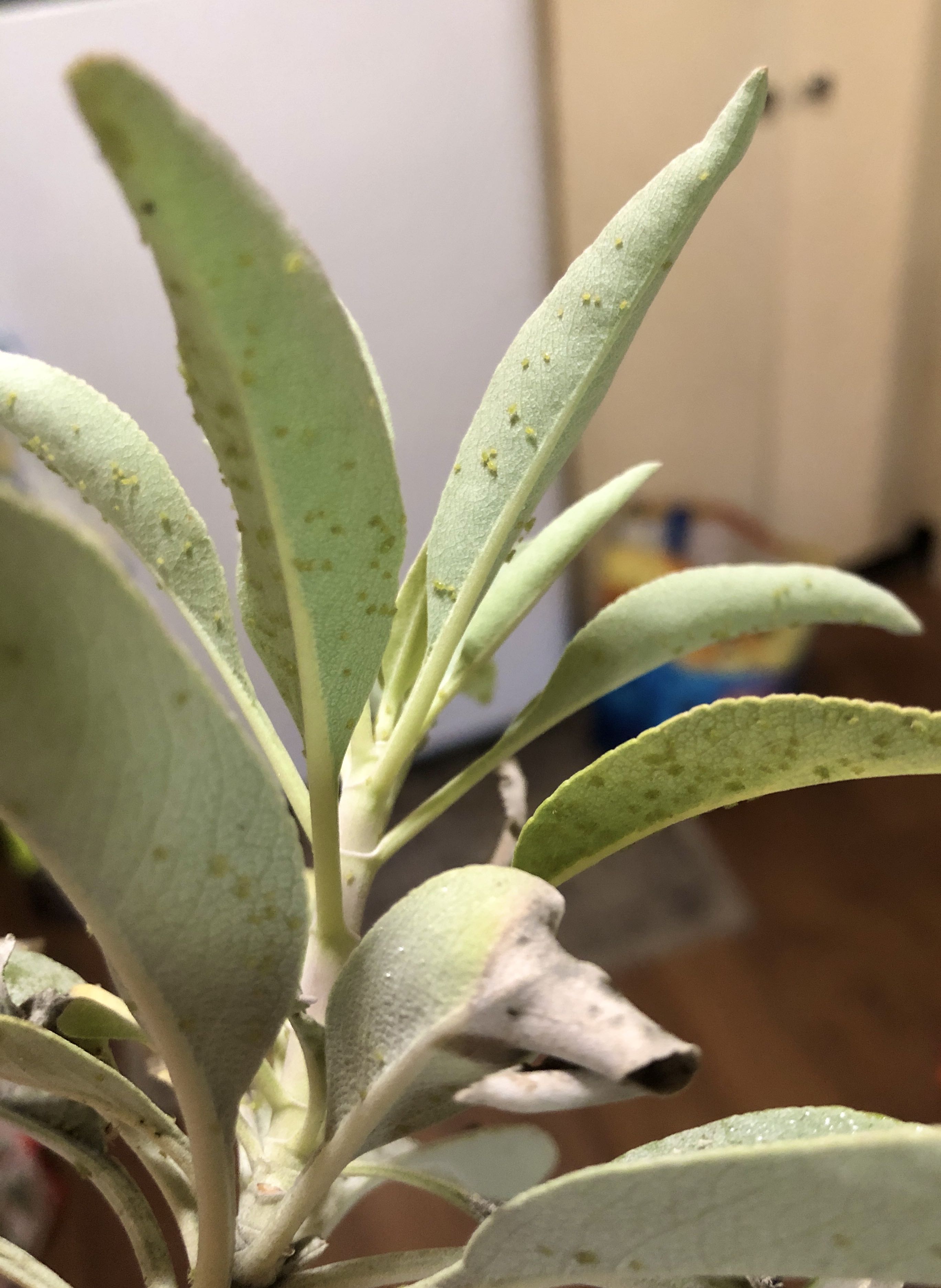 Why Are There Brown Spots on My White Sage Leaves?