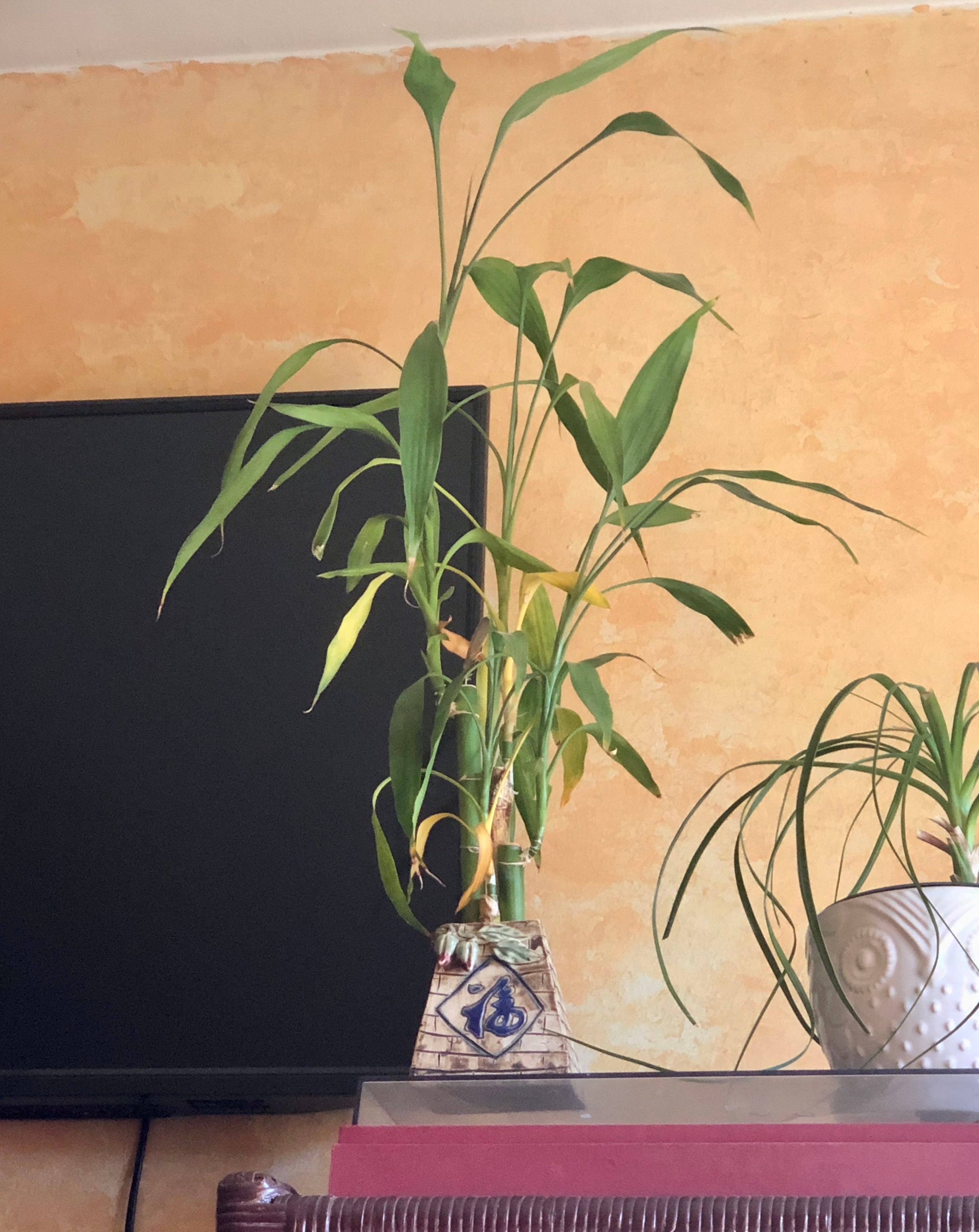 🎍 Lucky Bamboo Root Rot Solutions