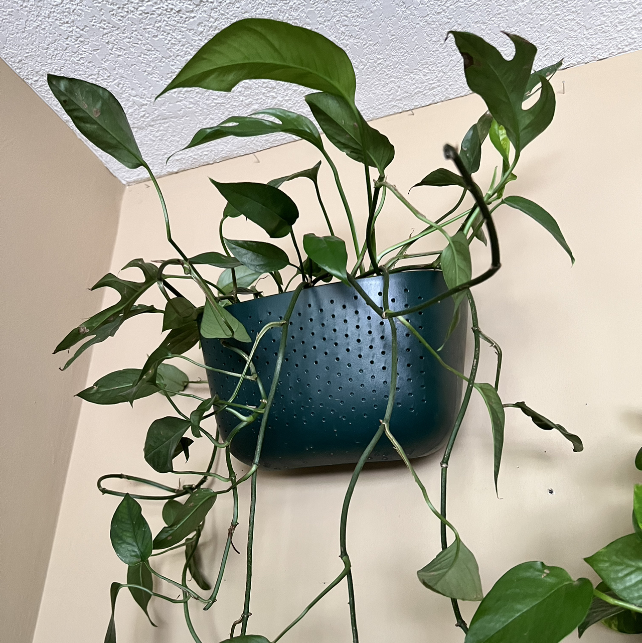 🌞 Does My Baltic Blue Pothos Need Direct Sunlight?