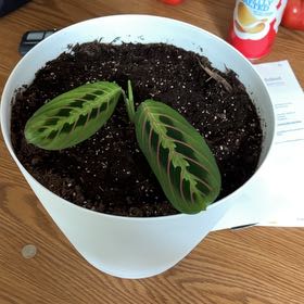 Marley | A plant by @VocalCucamelon on Greg