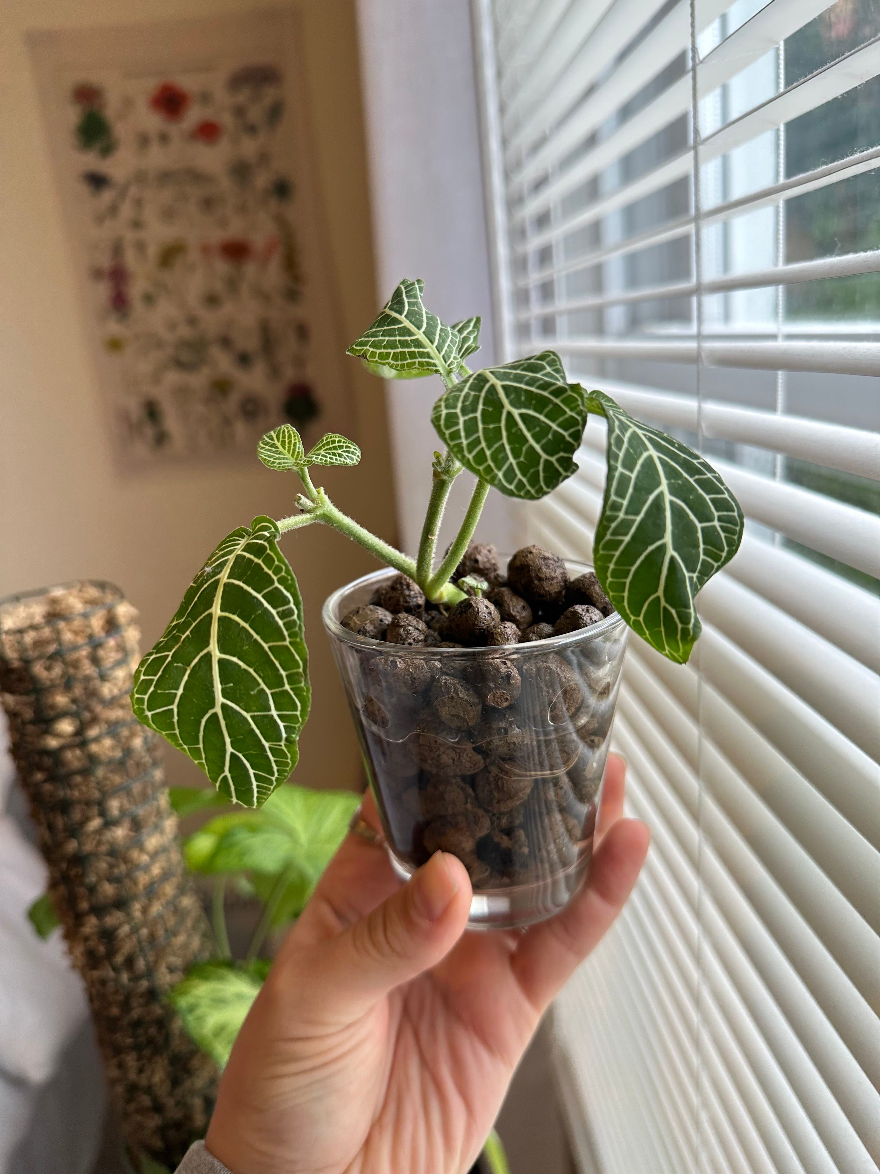 Keep Your 'Ruby Red' Nerve Plant Alive: Light, Water & Care Instructions
