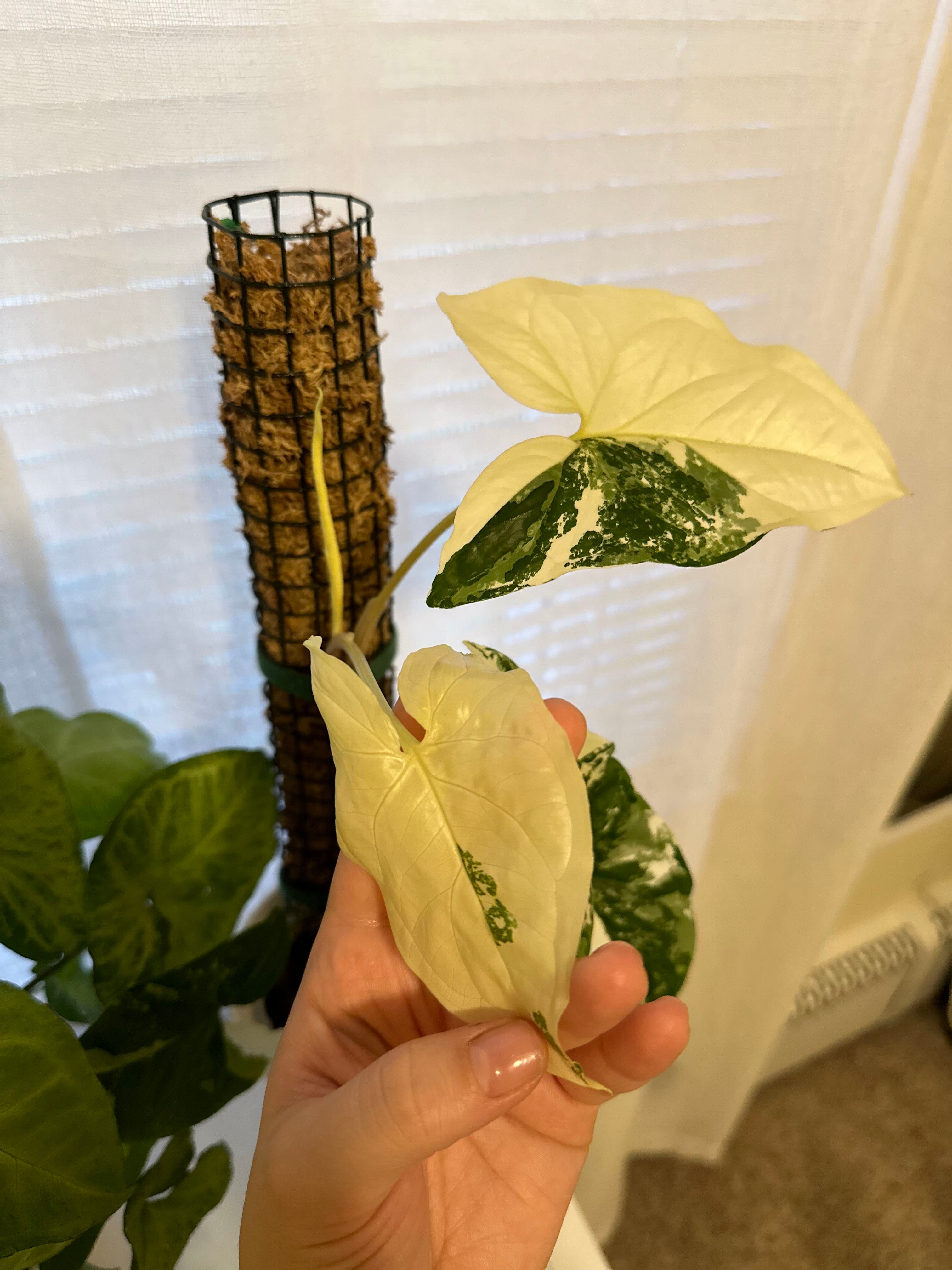 The Complete Syngonium Silver Fox Plant Care Guide: Water, Light & Beyond