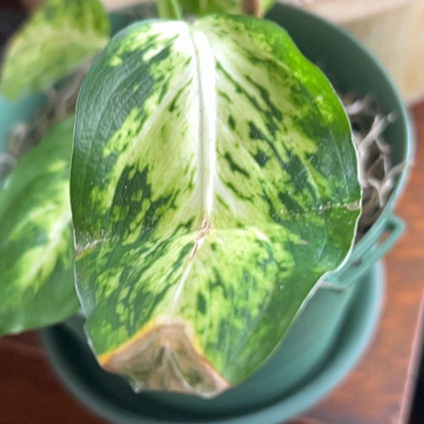 Zeus | A plant by @PetSiamtulip on Greg