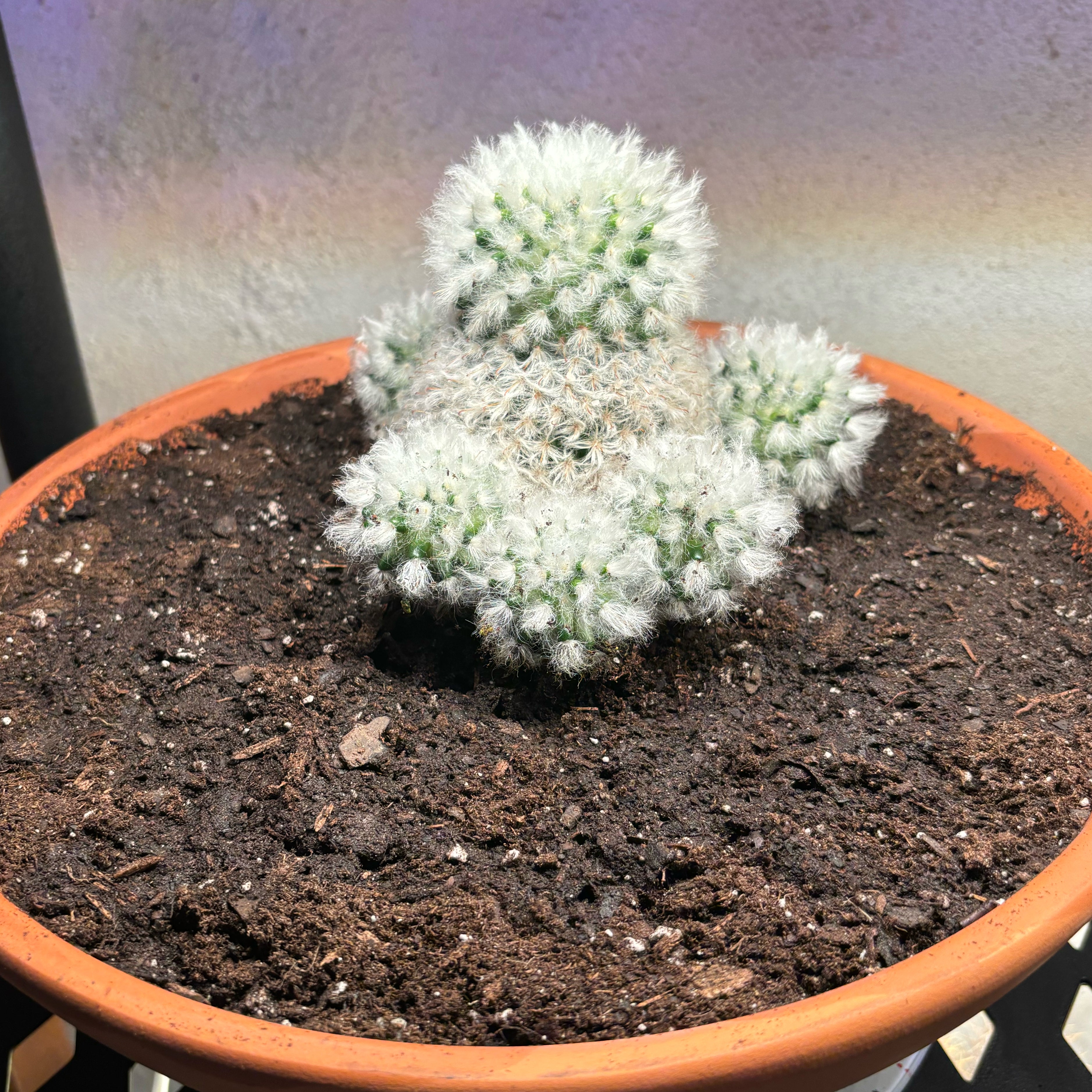 🌵 Why Are There Black Spots on My Powder Puff Cactus Leaves?