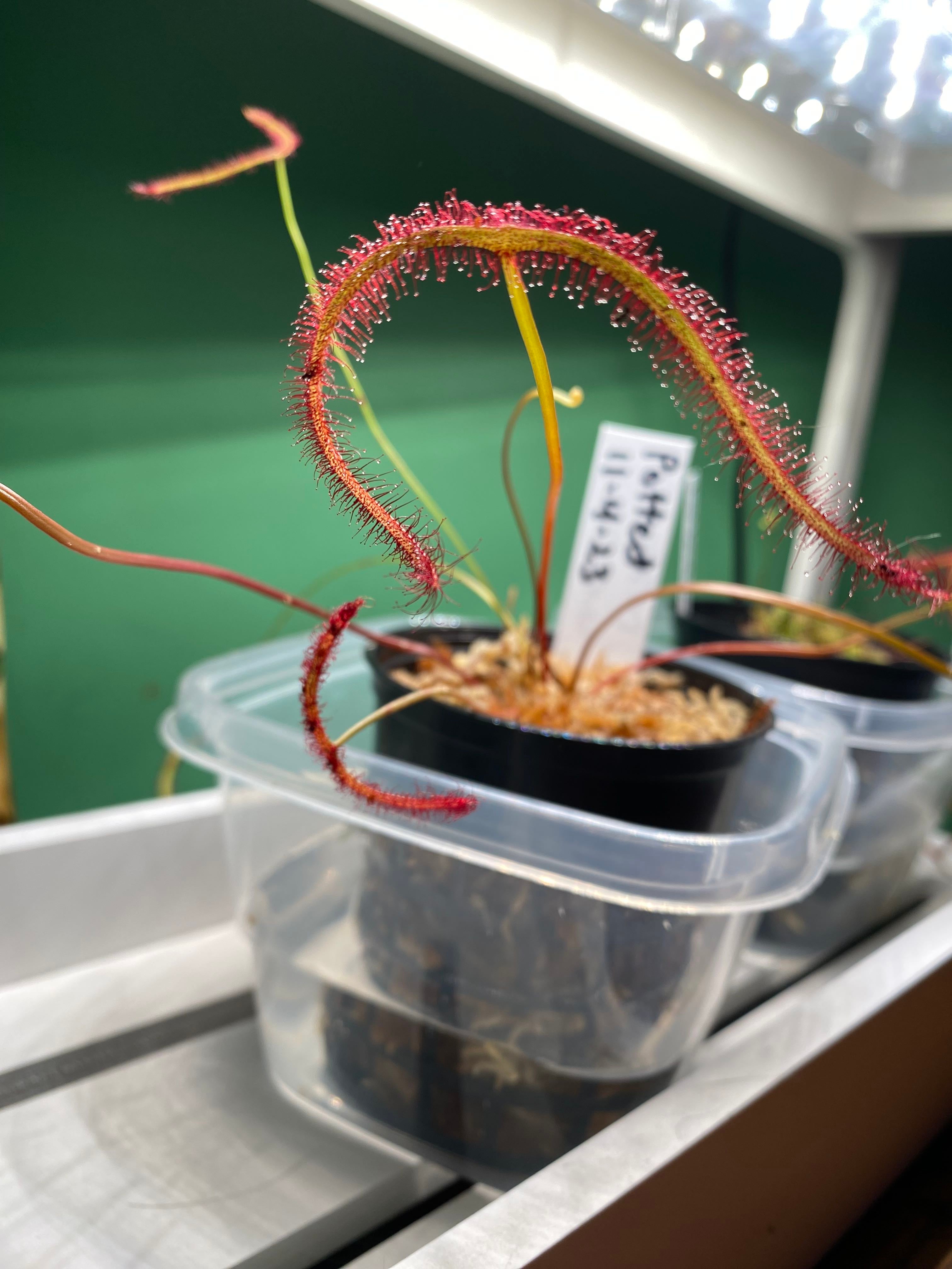 Sundew Plant Care: Water, Light, Nutrients | Greg App 🌱