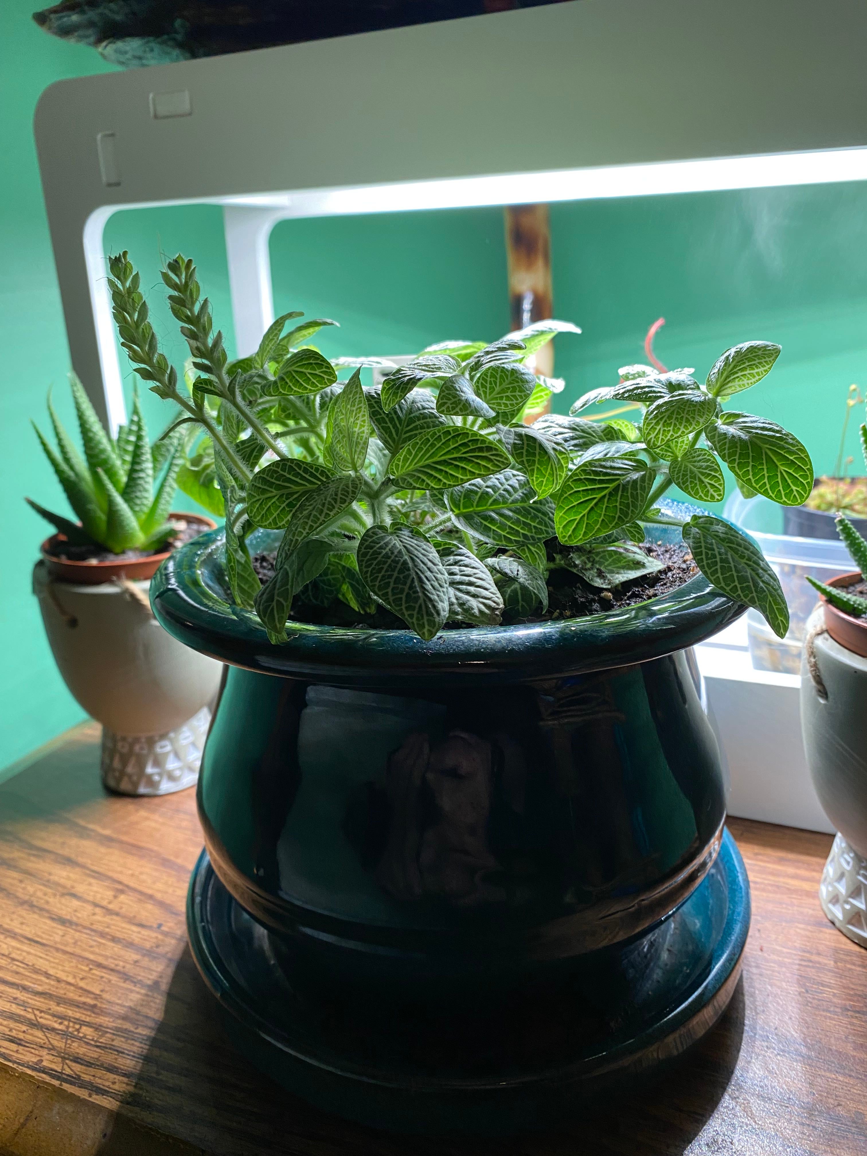 Keep Your 'Ruby Red' Nerve Plant Alive: Light, Water & Care Instructions