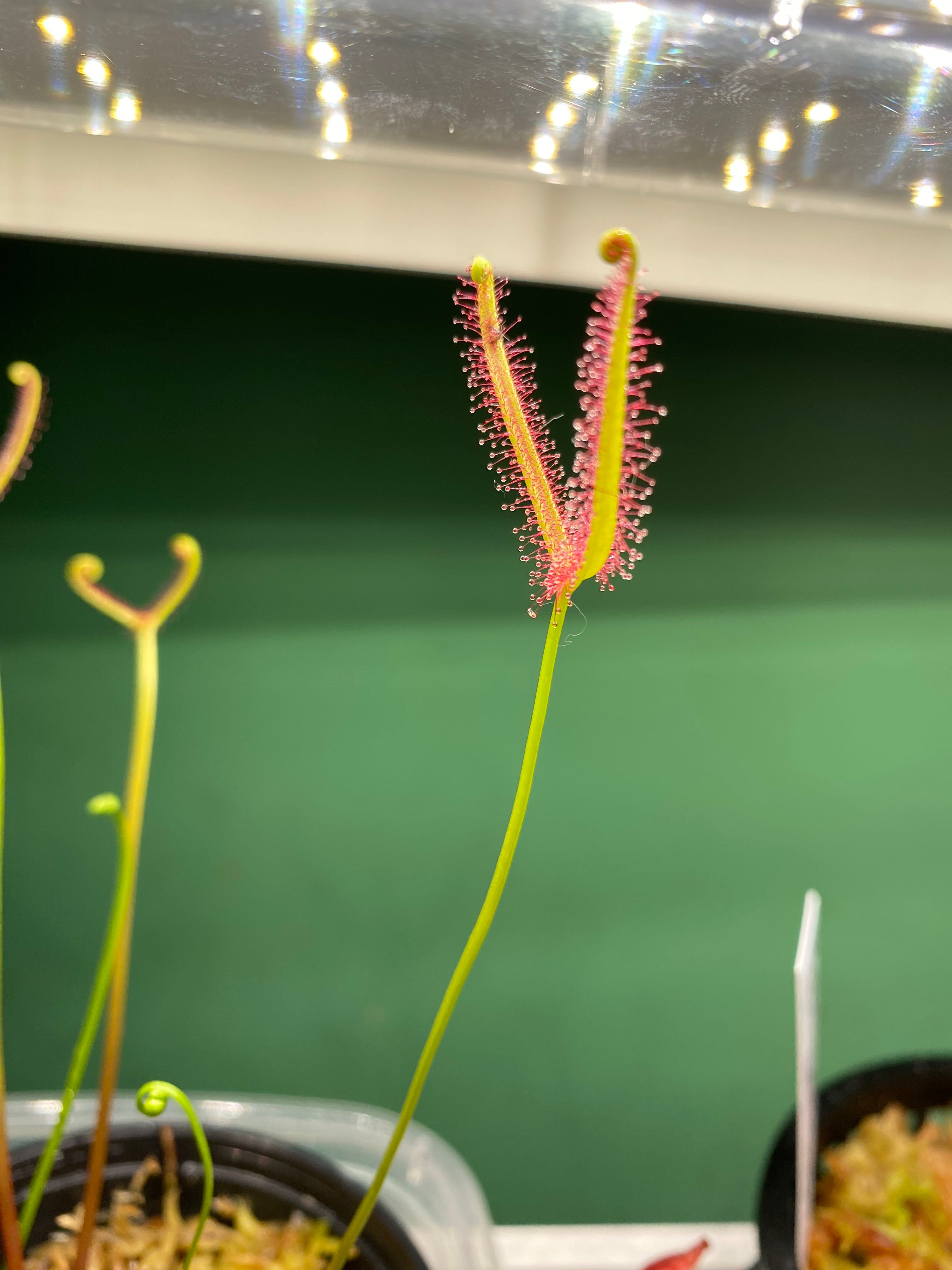 Why Are There Black Spots on My Forked Sundew Leaves?