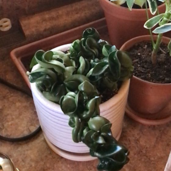 Huckleberry Fern | A plant by @GrandWormseed on Greg