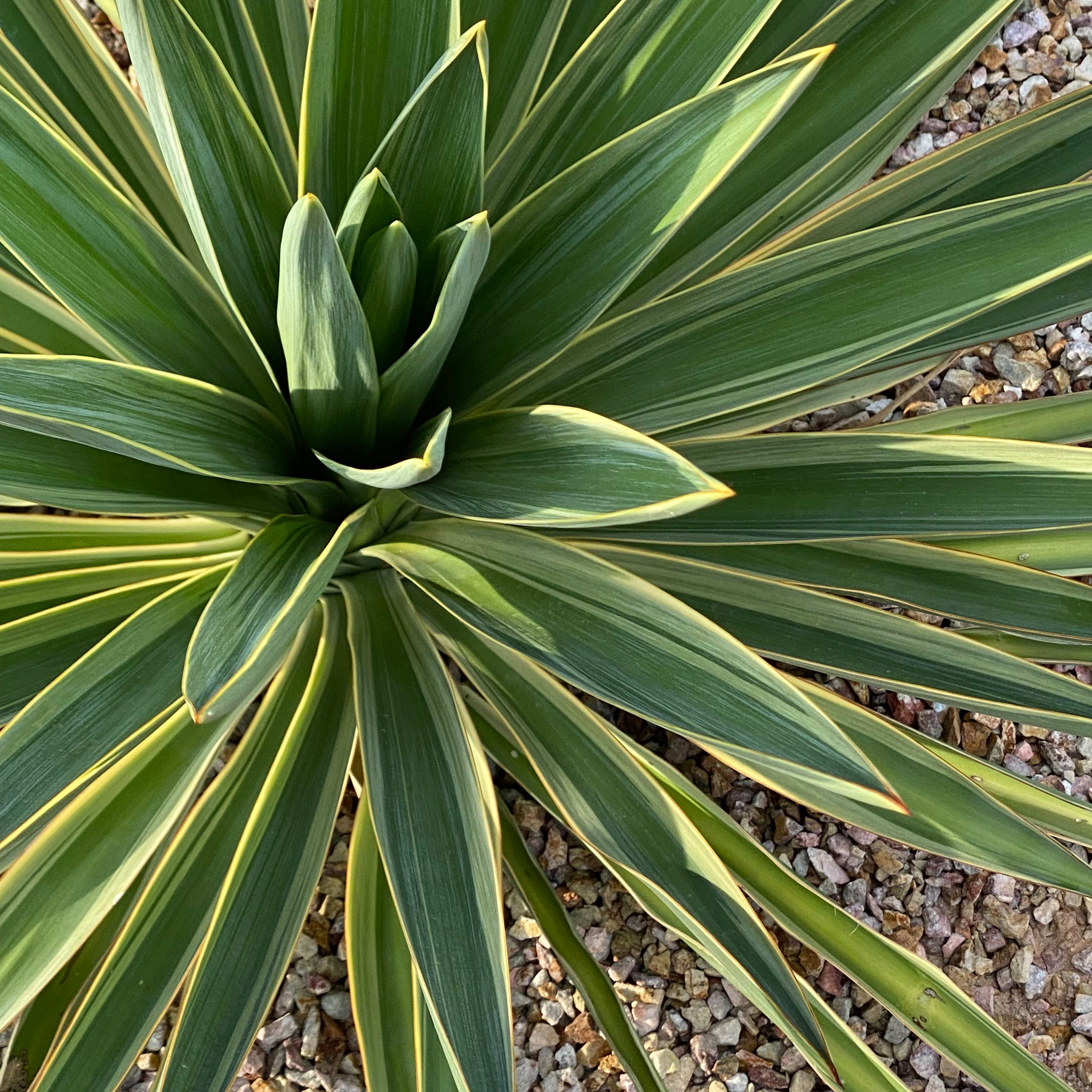 Propagating My Spanish Dagger: Step-by-Step Guide