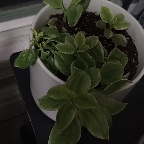 Achilles | A plant by @SirCuplichen on Greg