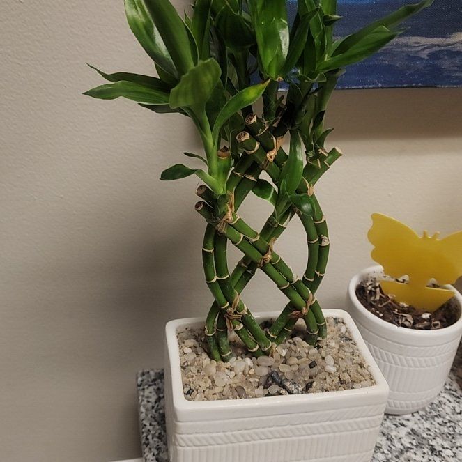 Lucy | A plant by @UnusualCatthyme on Greg