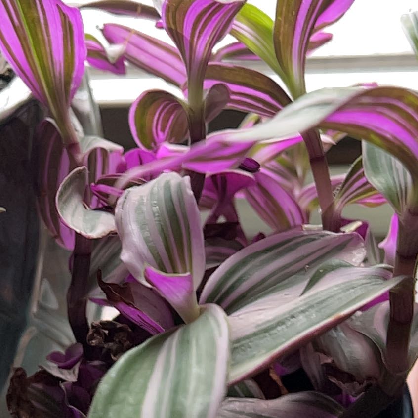 Spike Leaves | A plant by @JocularQuince on Greg