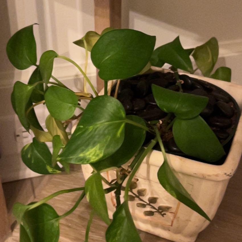 Achilles | A plant by @VirtuousSucc on Greg