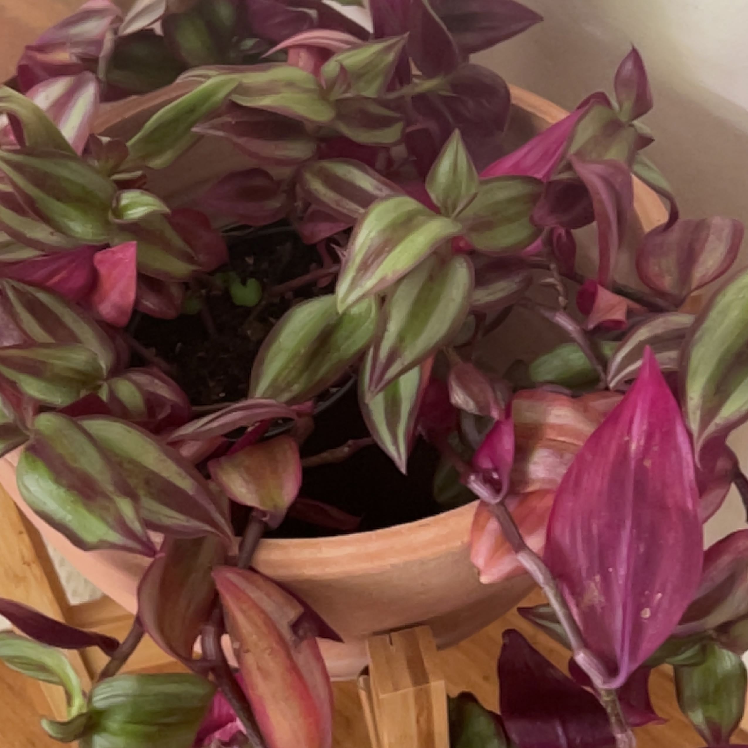 Zeus | A plant by @DirectThujopsis on Greg