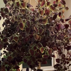 The Complete Wizard® Velvet Red Coleus Plant Care Guide: Water, Light ...