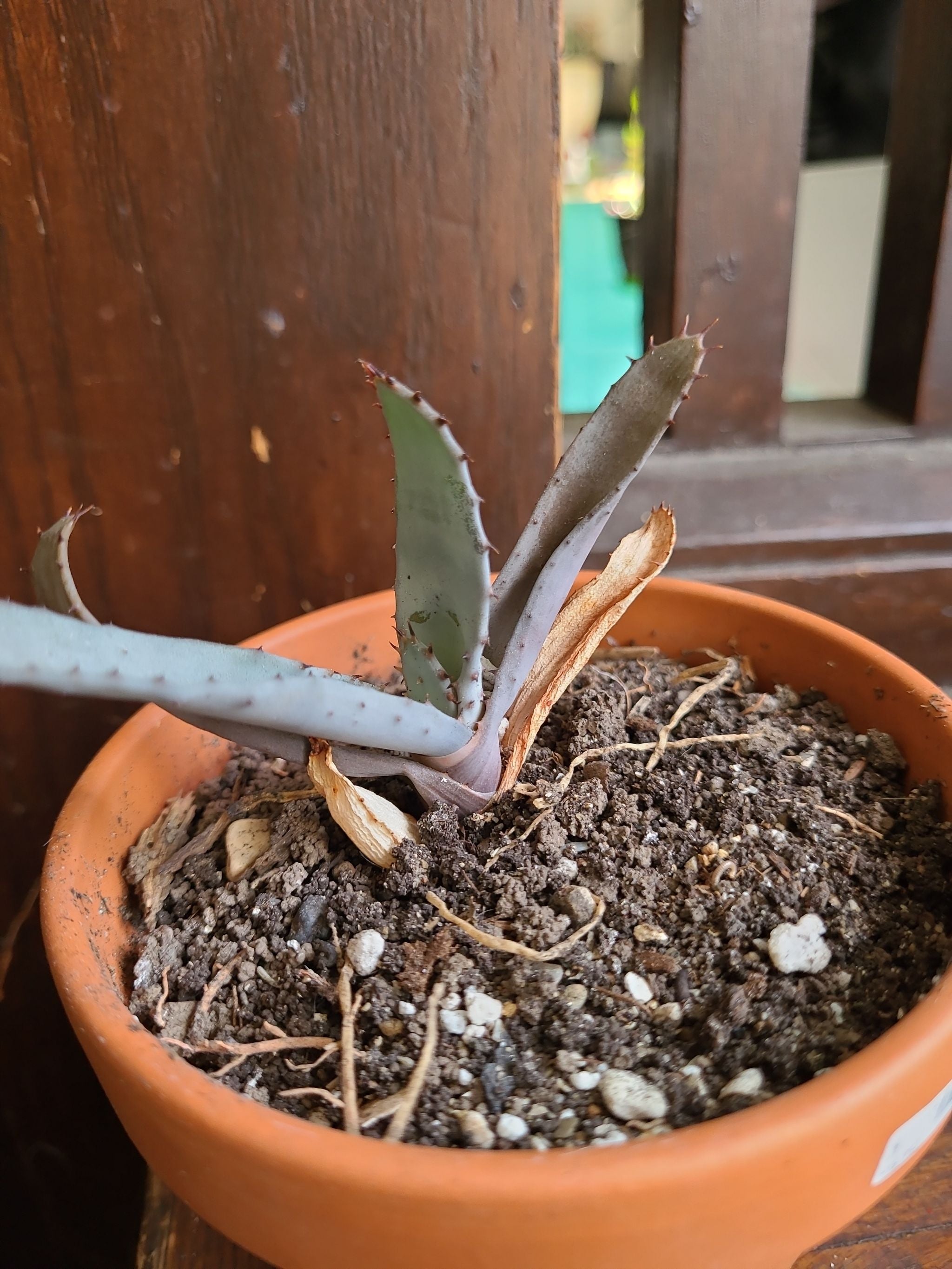 Why Are There Brown Spots on My Narrow Leaf Century Plant?