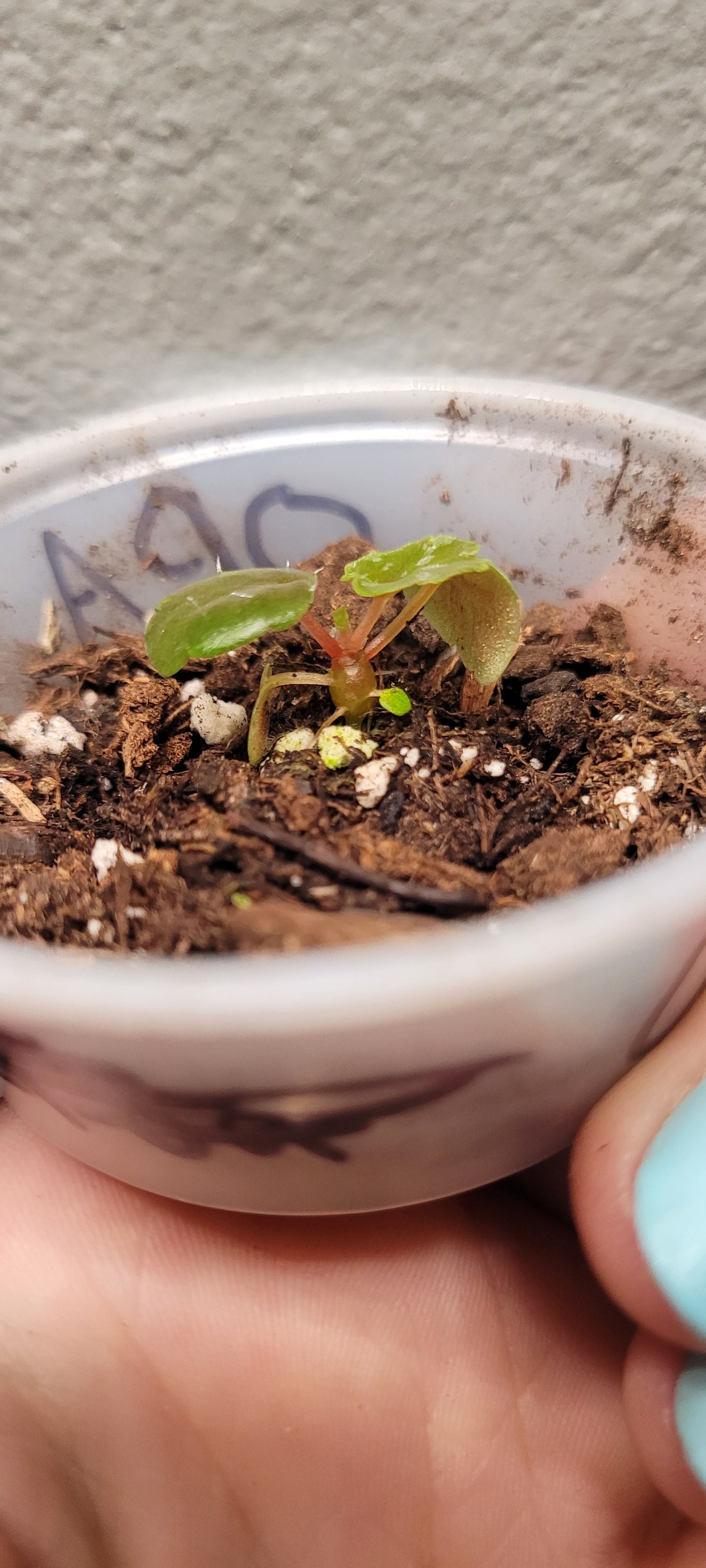 🌸 Everything You Need to Know About Miniature Begonia
