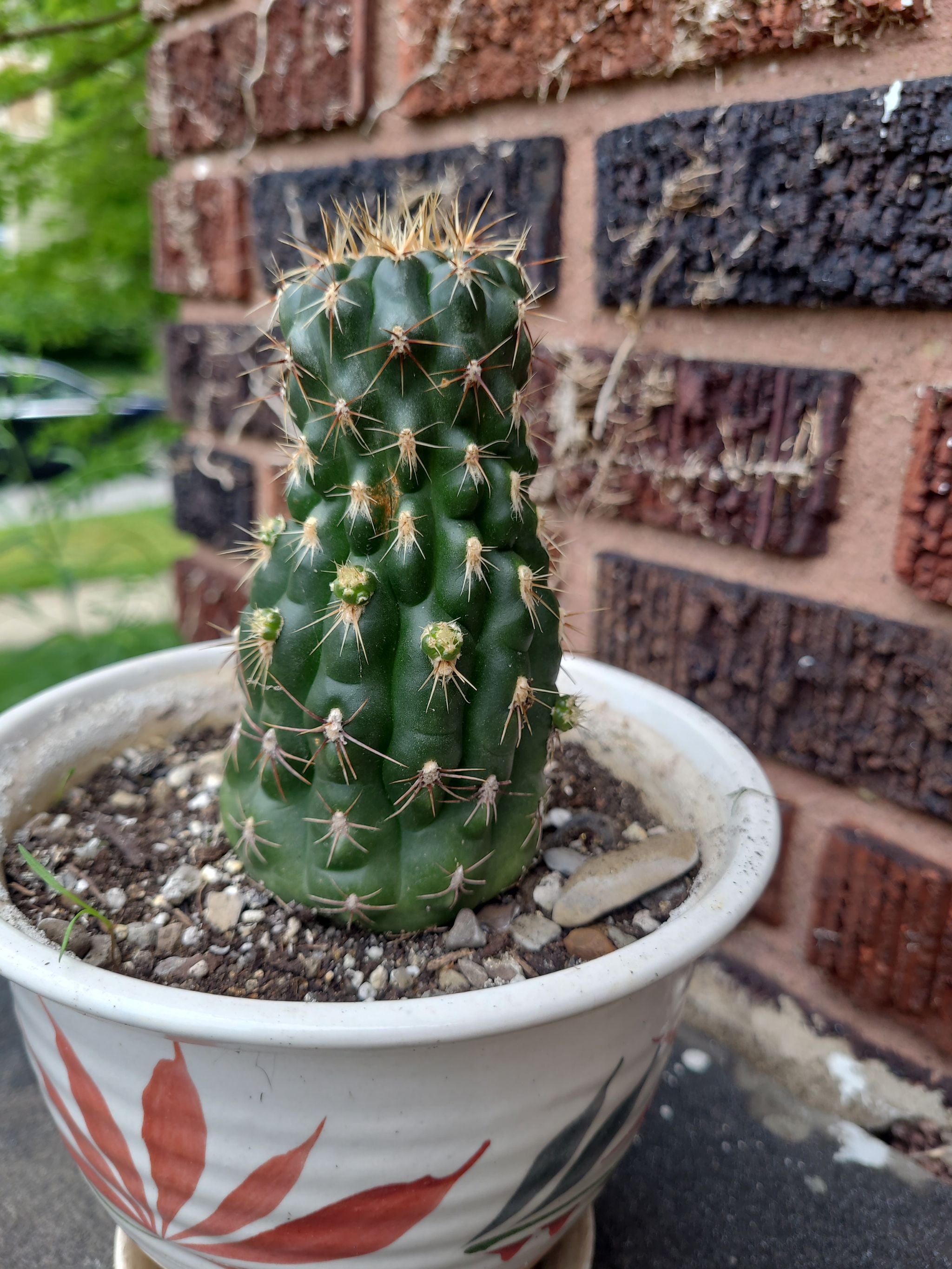 Maiz-Tablas Cory Cactus Plant Care: Water, Light, Nutrients | Greg App 🌱